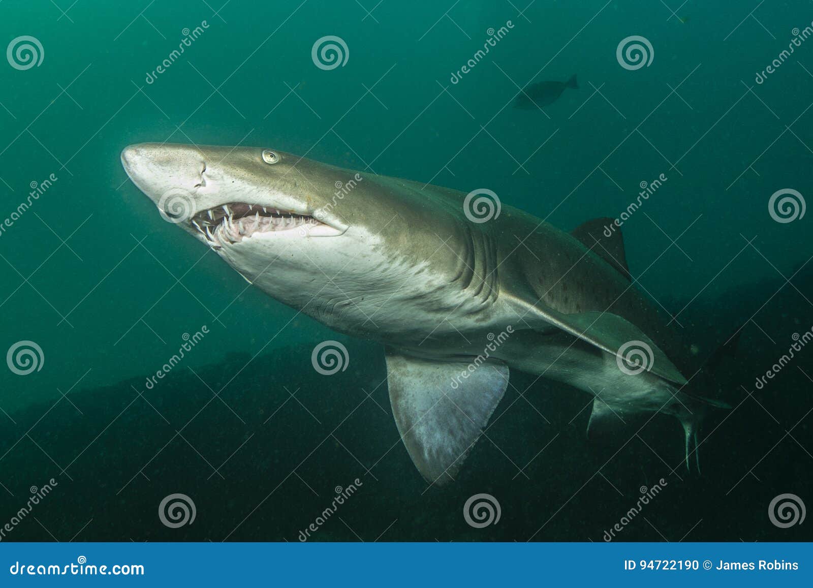 Grey nurse shark stock photo. Image of nature, marine - 94722190