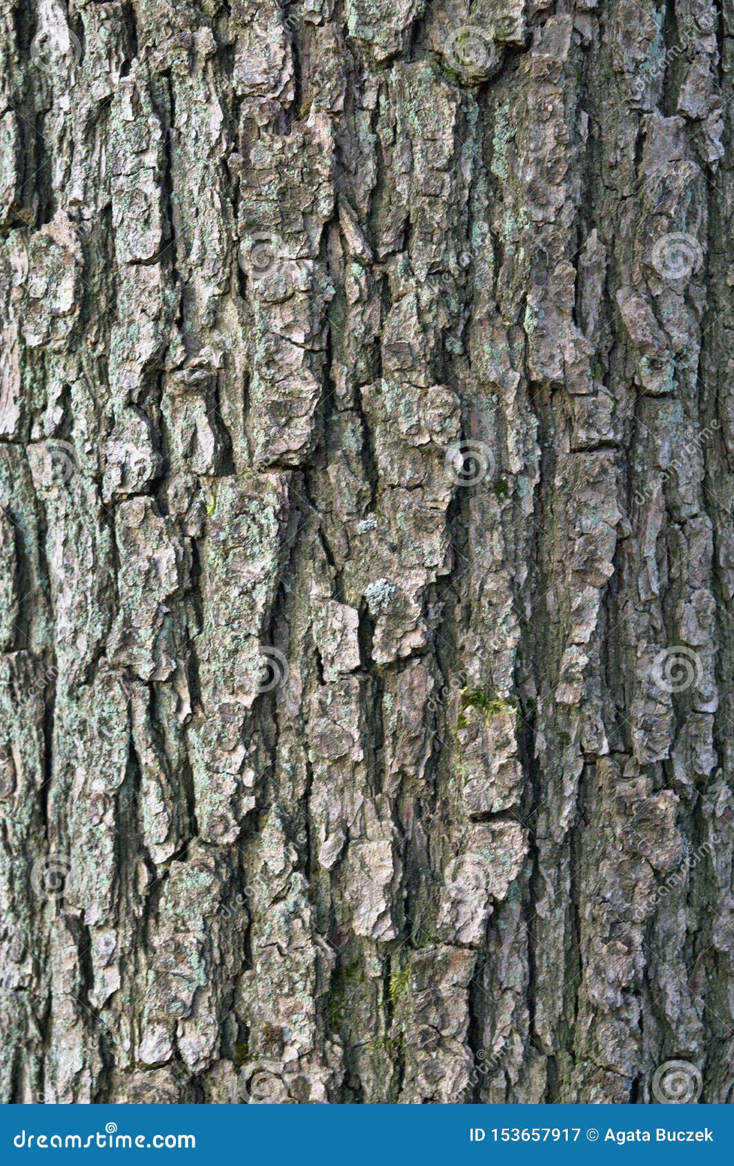 Grey oak bark background stock image. Image of closeup - 153657917