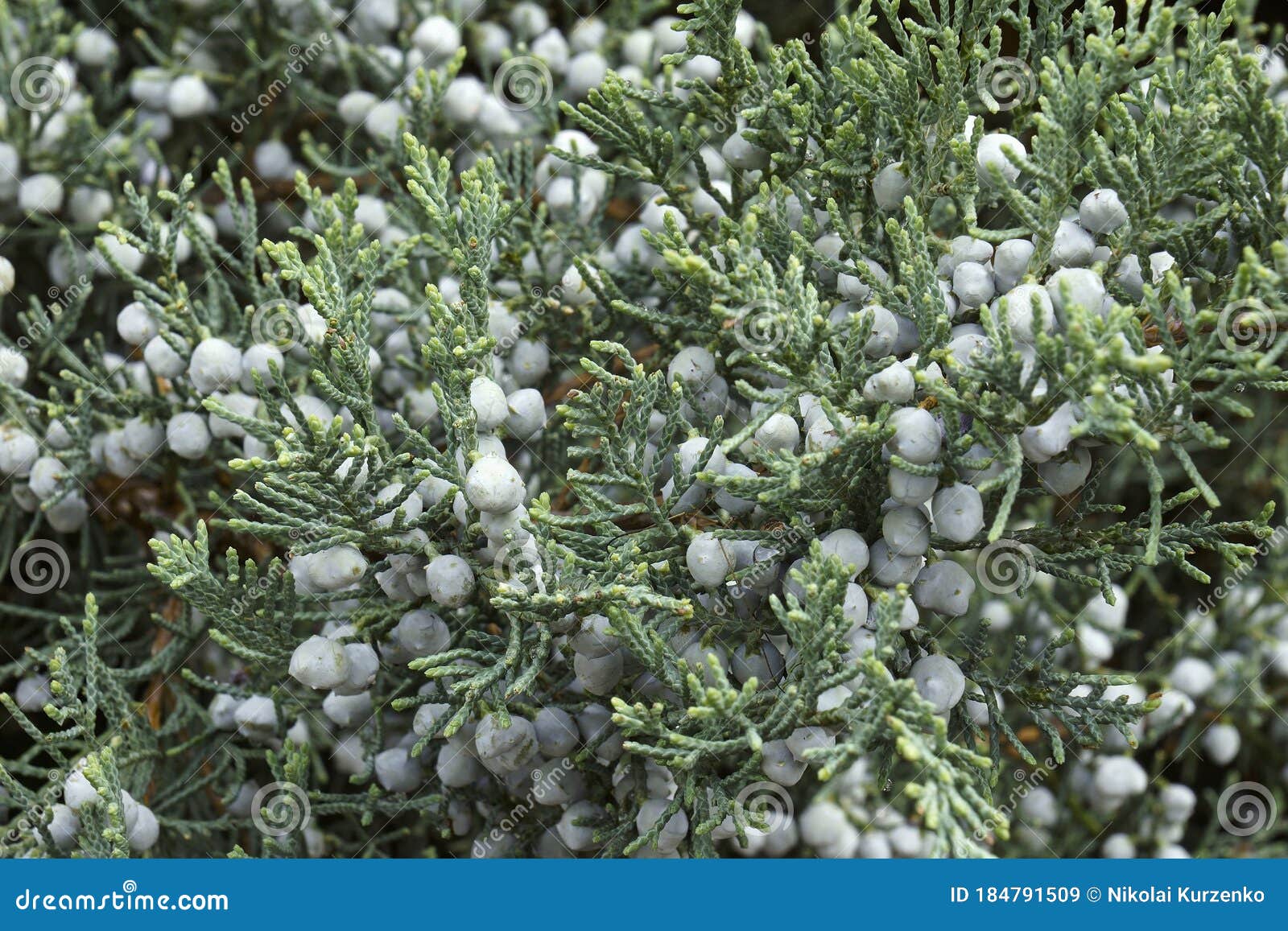 Grey Owl juniper cones stock image. Image of fruits - 184791509