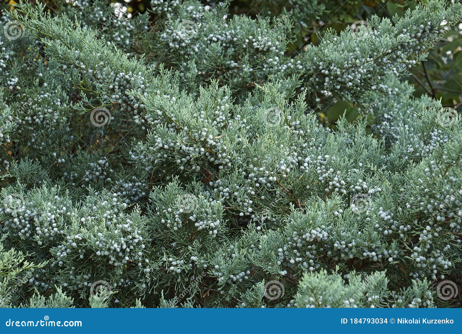 Grey Owl Juniper Tree with Cones Stock Photo - Image of biology ...