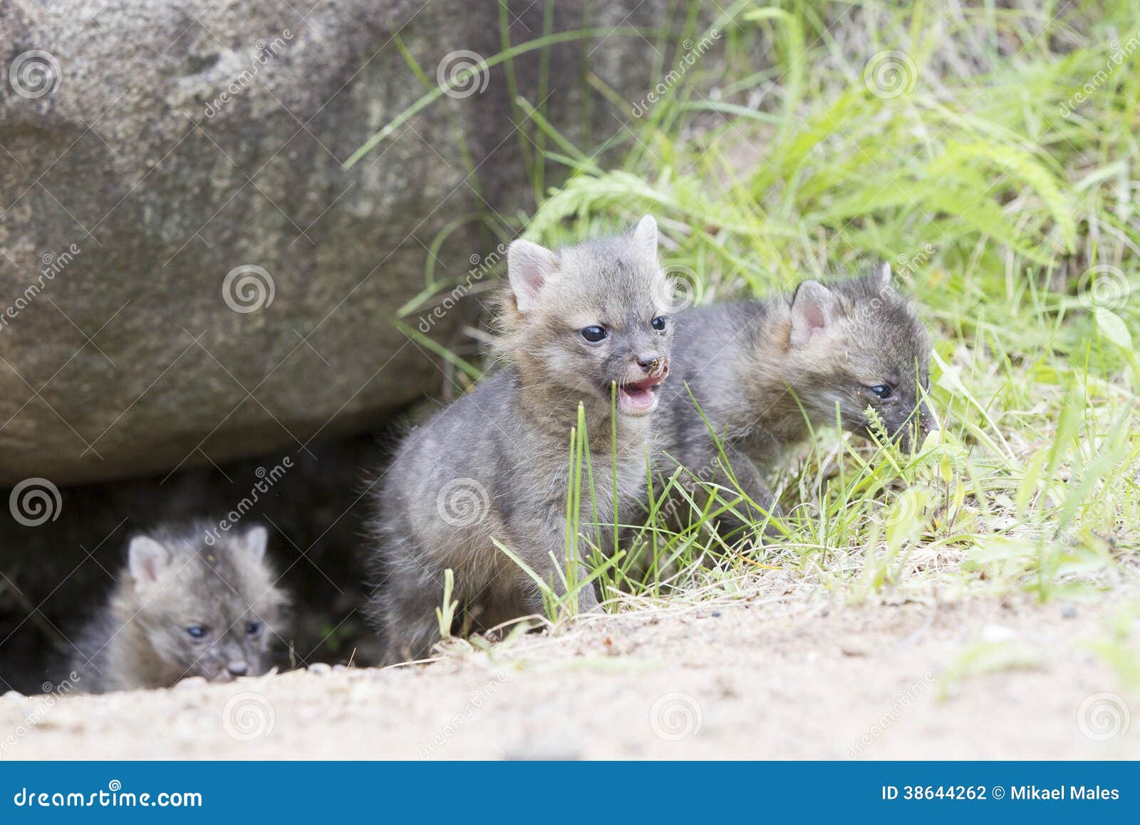 Grey Ox Kits Coming Out of Den Stock Photo - Image of animals, cute ...