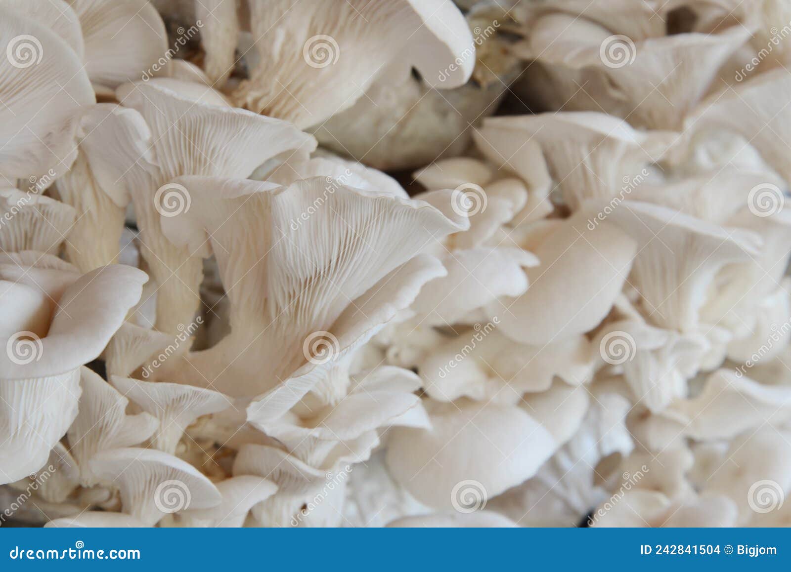 Grey Oyster Mushroom in Farm .Close Up Stock Photo - Image of ...