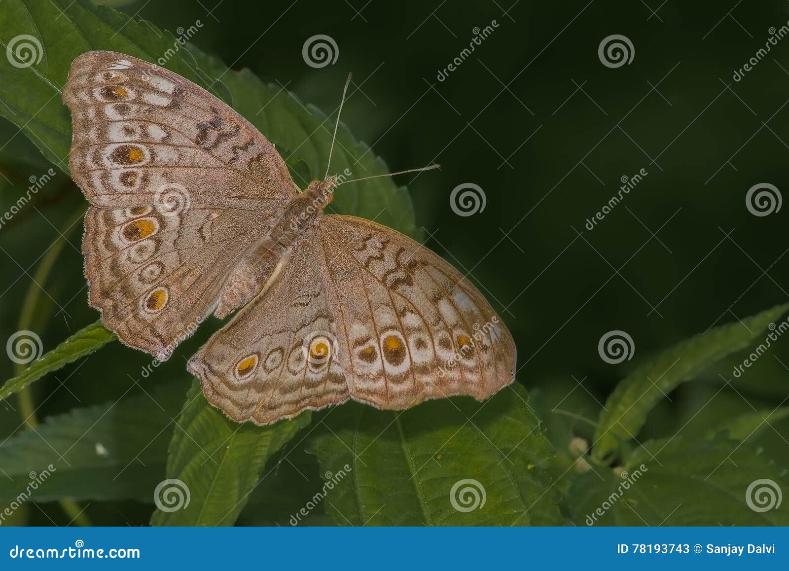 Grey Pansy Butterfly (Junonia Atlites) Stock Image - Image of leaf ...