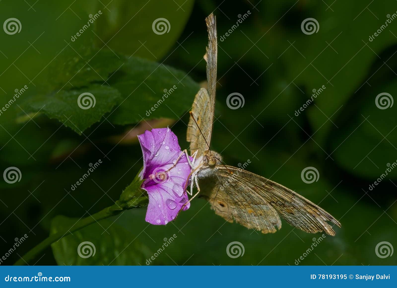 Grey Pansy Butterfly (Junonia Atlites) Stock Image - Image of nature ...