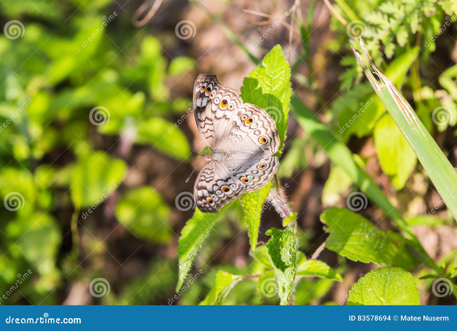 Grey Pansy butterfly stock photo. Image of wing, nymphalidae - 83578694