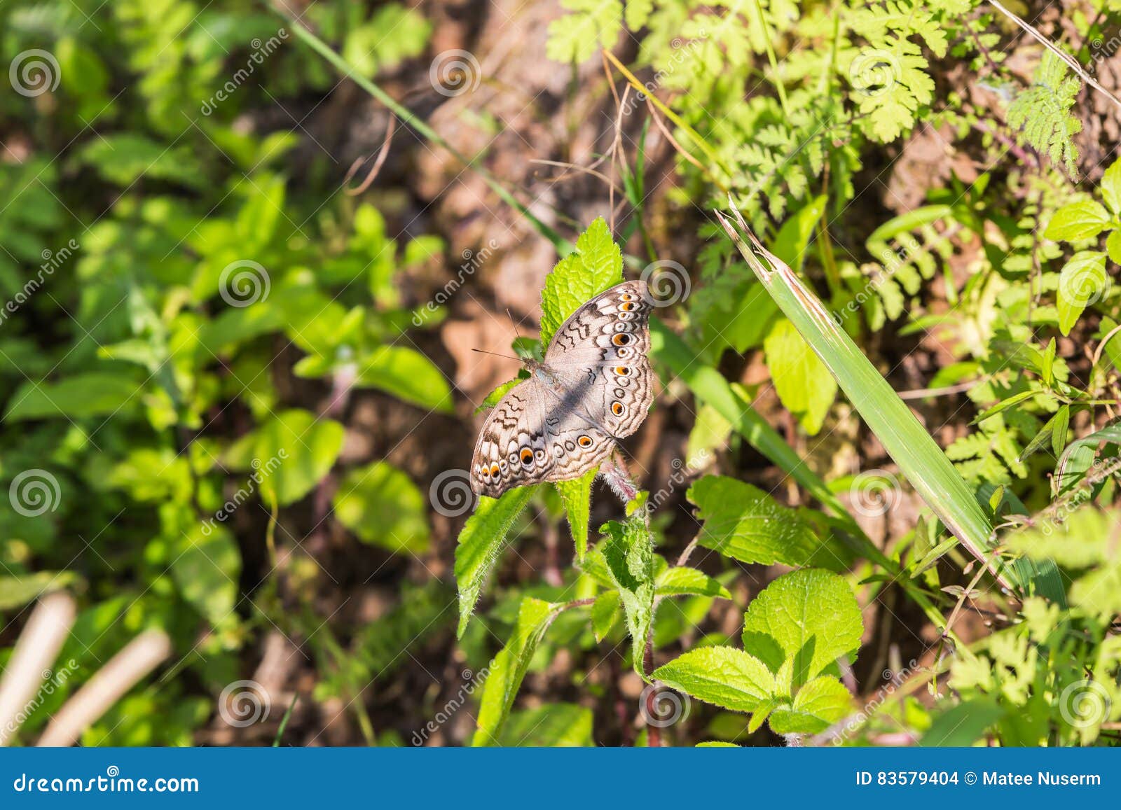 Grey Pansy butterfly stock photo. Image of antennae, butterfly - 83579404