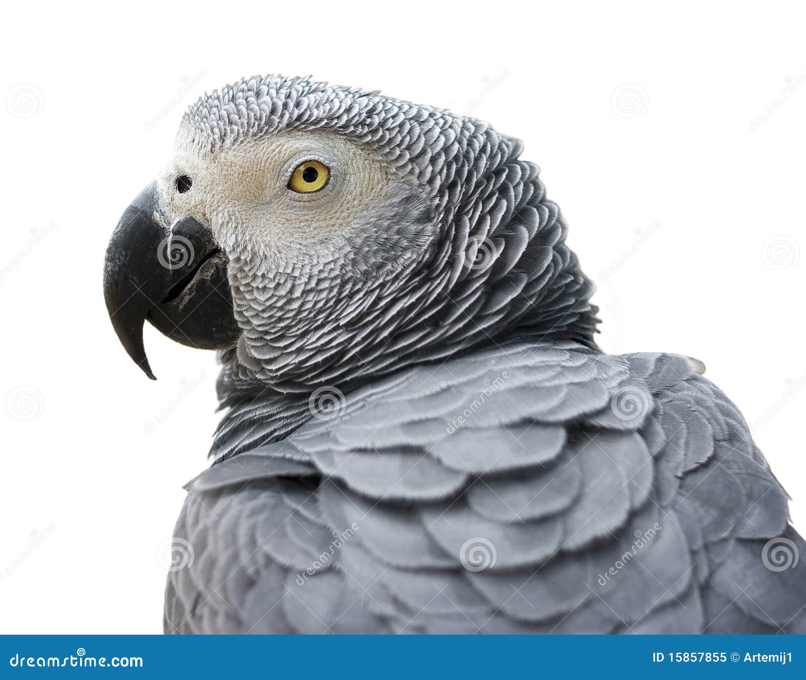 Grey parrot stock image. Image of view, domestic, perch - 15857855