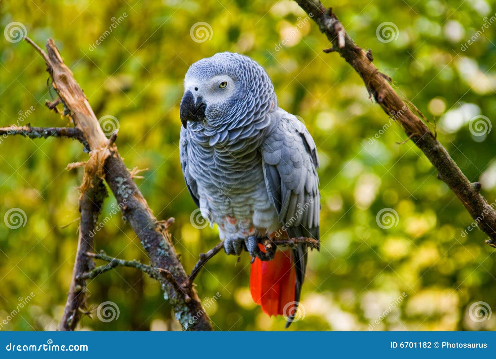 Grey parrot stock photo. Image of young, closeup, exotic - 6701182
