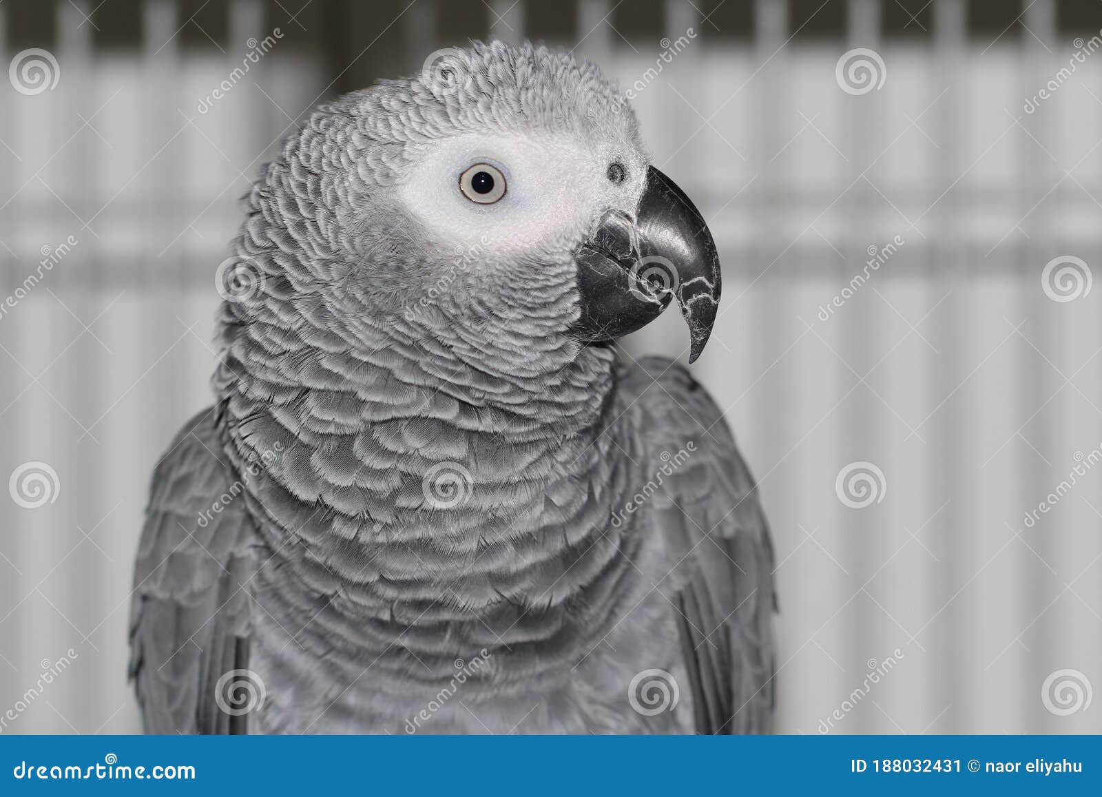 Grey Parrot Jacko Posing, he is a Beautiful Model, Very Nice Bird Stock ...