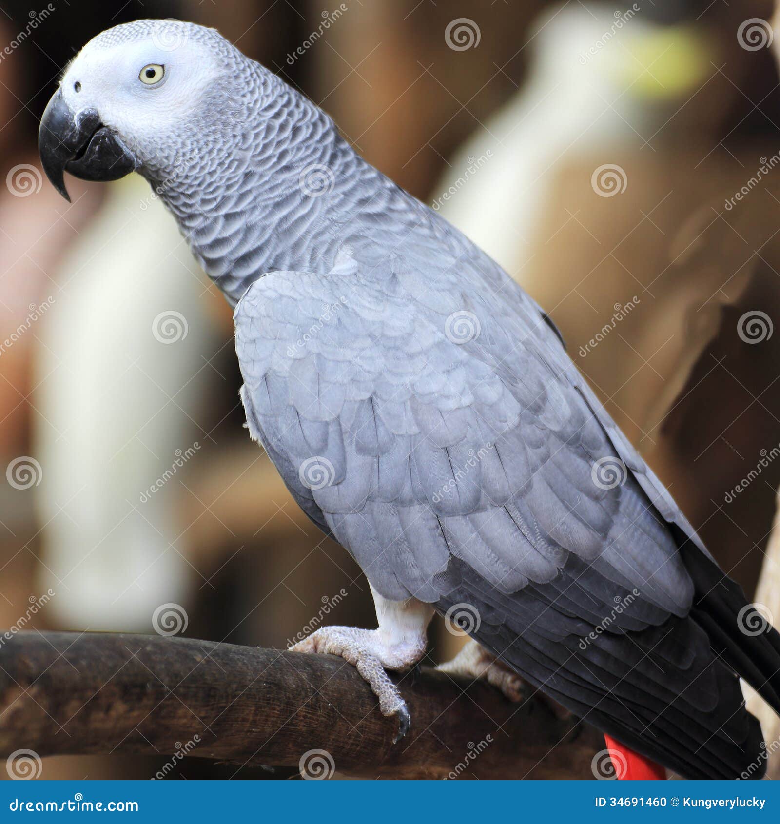 Grey Parrot stock photo. Image of parrot, small, feather - 34691460