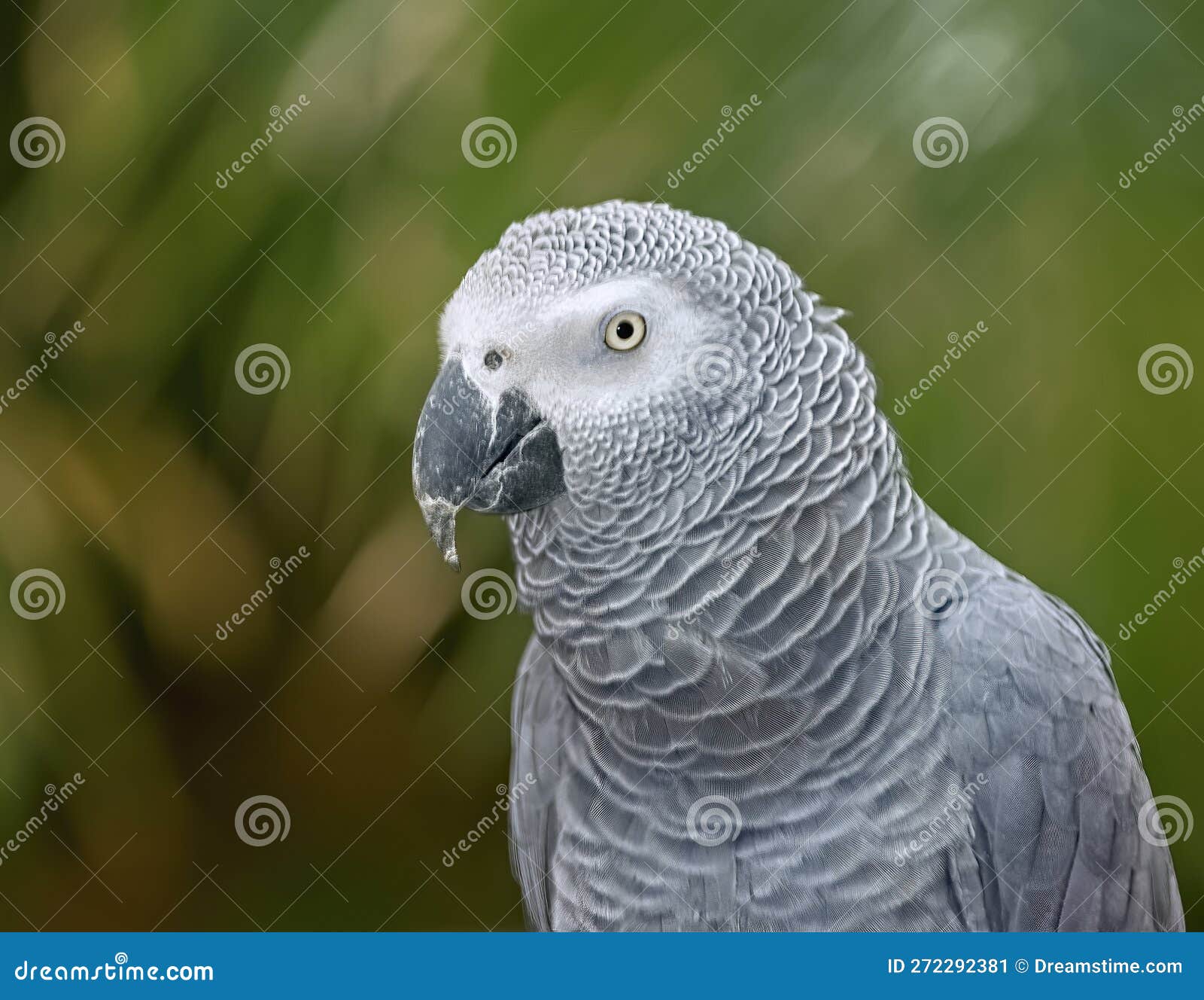 Grey parrot stock image. Image of portrait, parttacus - 272292381