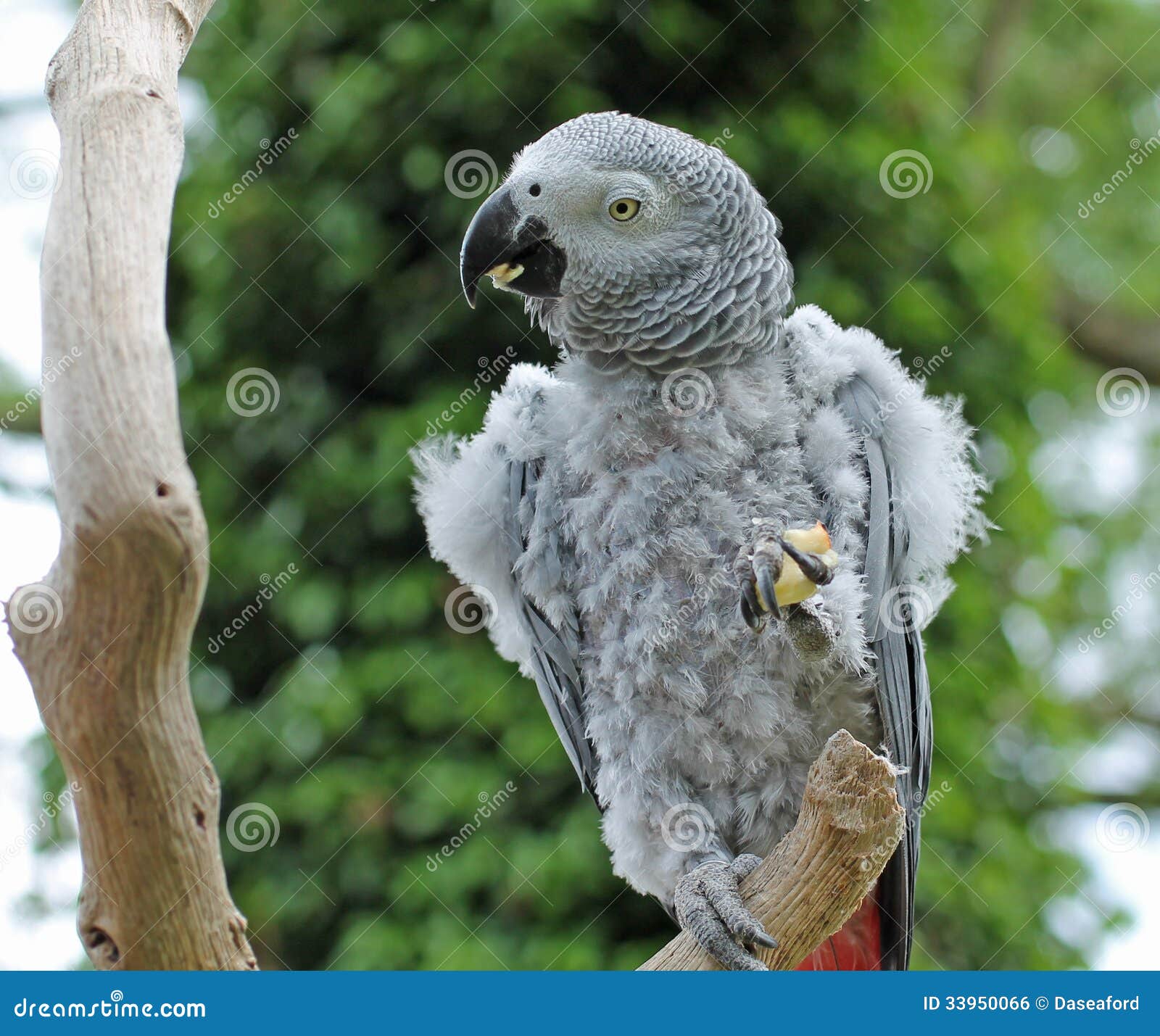 Grey Parrot. stock photo. Image of rainforest, bird, natural - 33950066