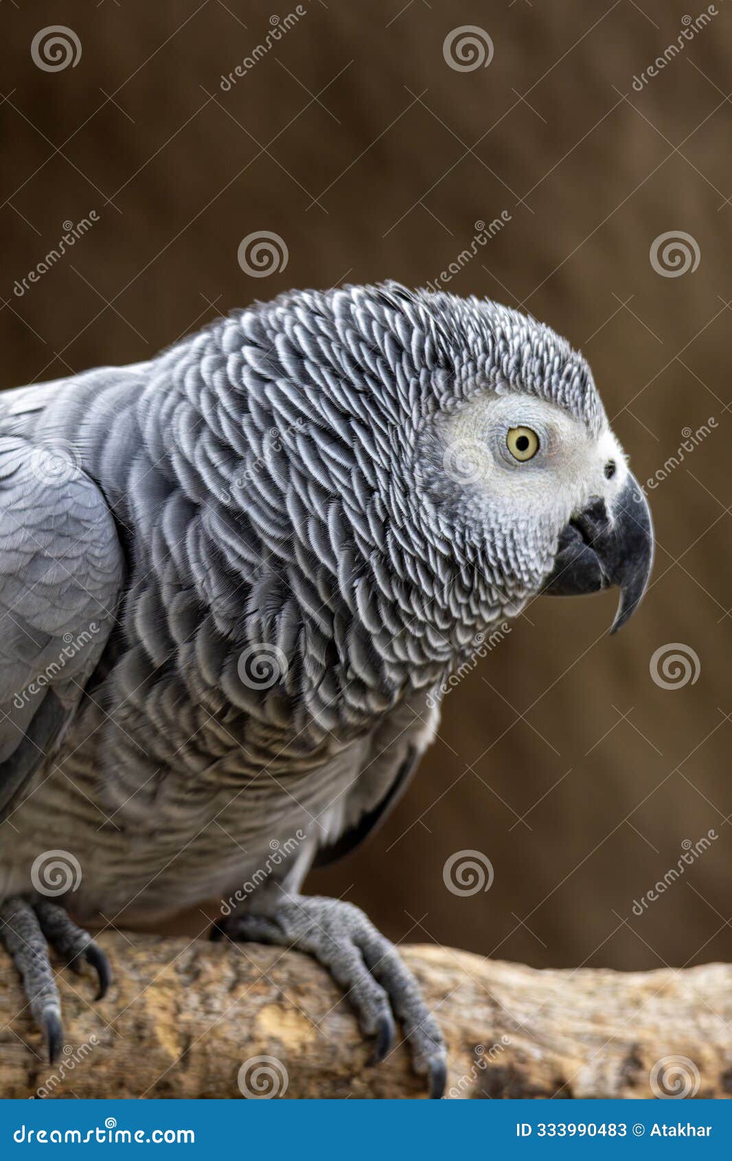 Grey Parrot Psittacus Erithacus Congo Grey Parrot Congo African Grey ...
