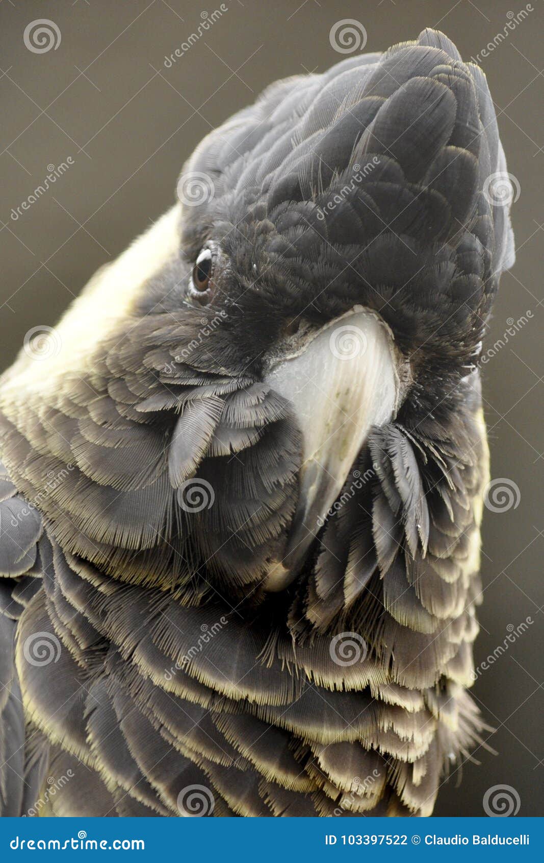Red Parrot Head Royalty-Free Stock Image | CartoonDealer.com #75152506