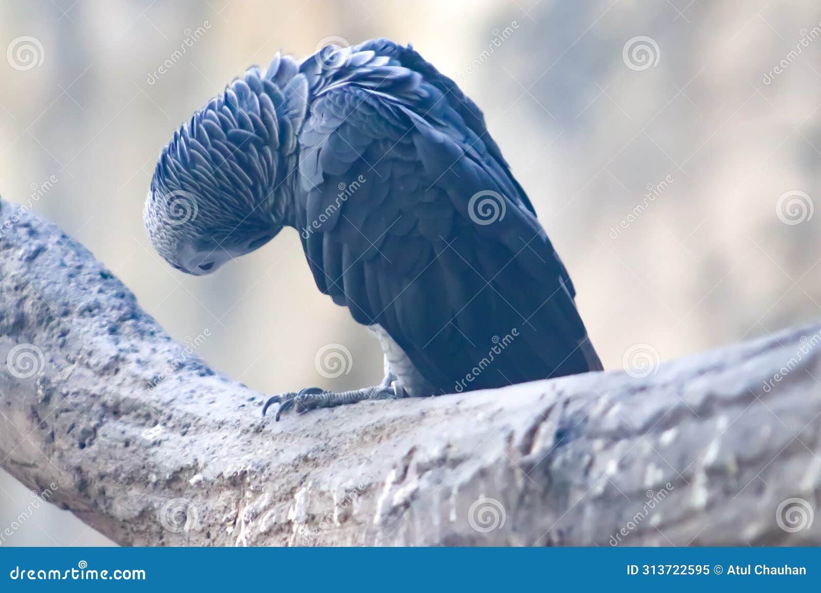 Grey Parrot Itching on the Tree Branch Stock Image - Image of parrot ...