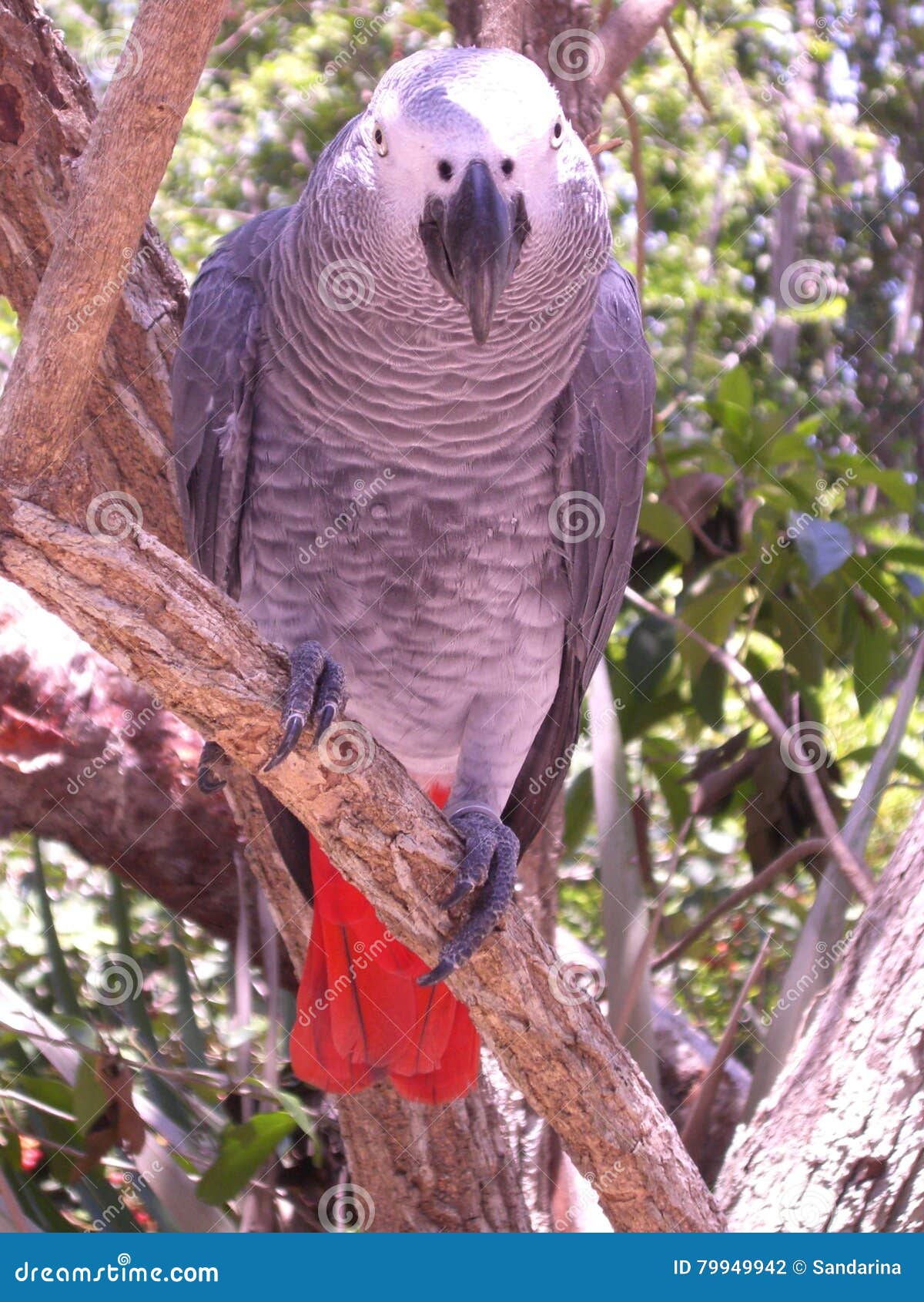 Congo African Grey Parrot stock photo. Image of parrot - 79949942