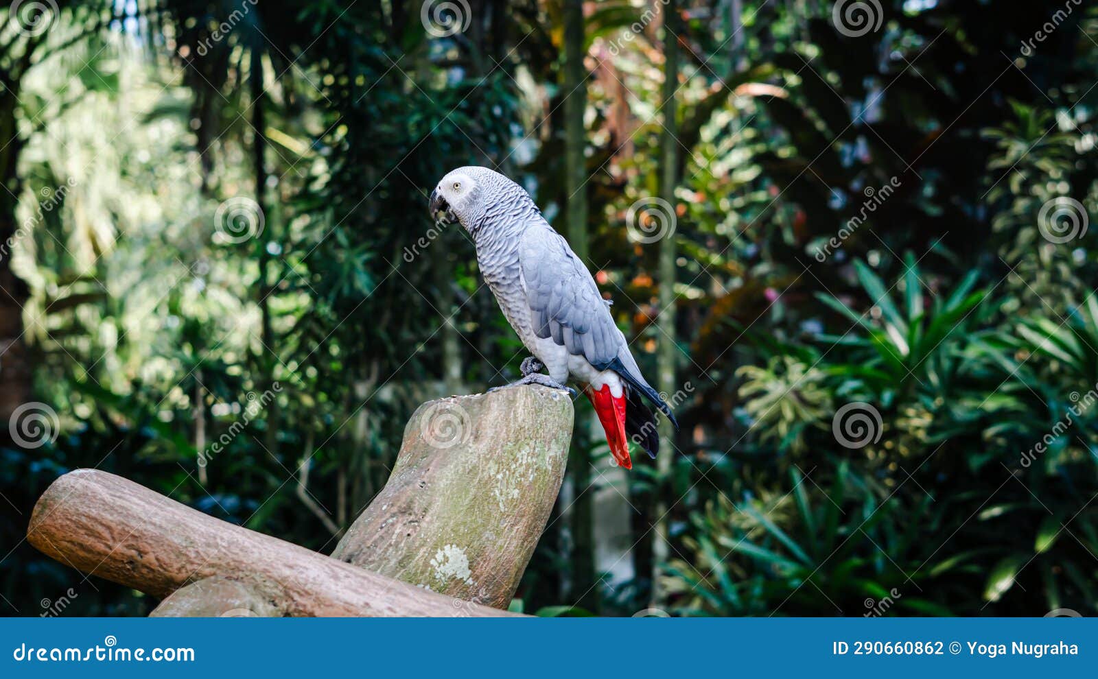 The Grey Parrot (Psittacus Erithacus), Also Known As the Congo Grey ...