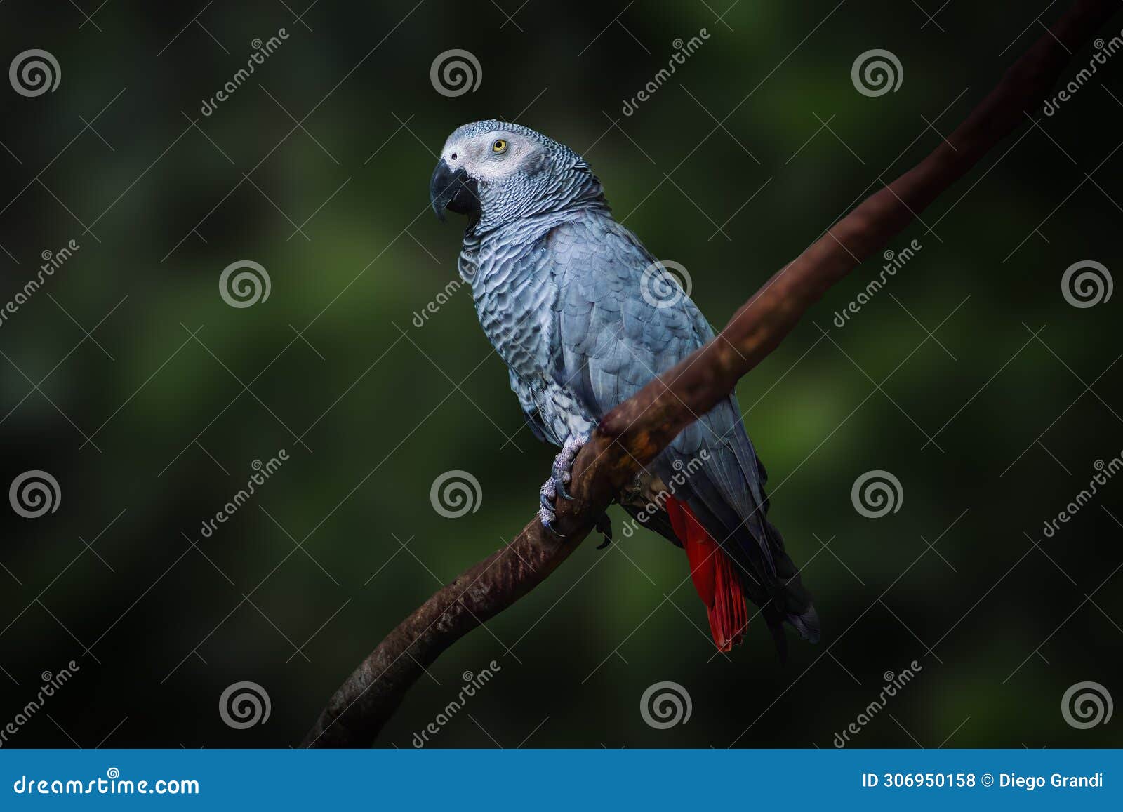Grey Parrot or Congo African Grey Parrot Stock Photo - Image of macaw ...