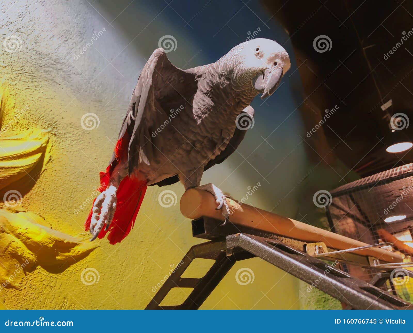The Grey Parrot with Red Tail, Also Known As the Congo Grey Parrot or ...