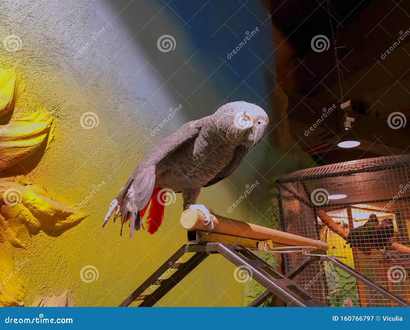 The Grey Parrot with Red Tail, Also Known As the Congo Grey Parrot or ...
