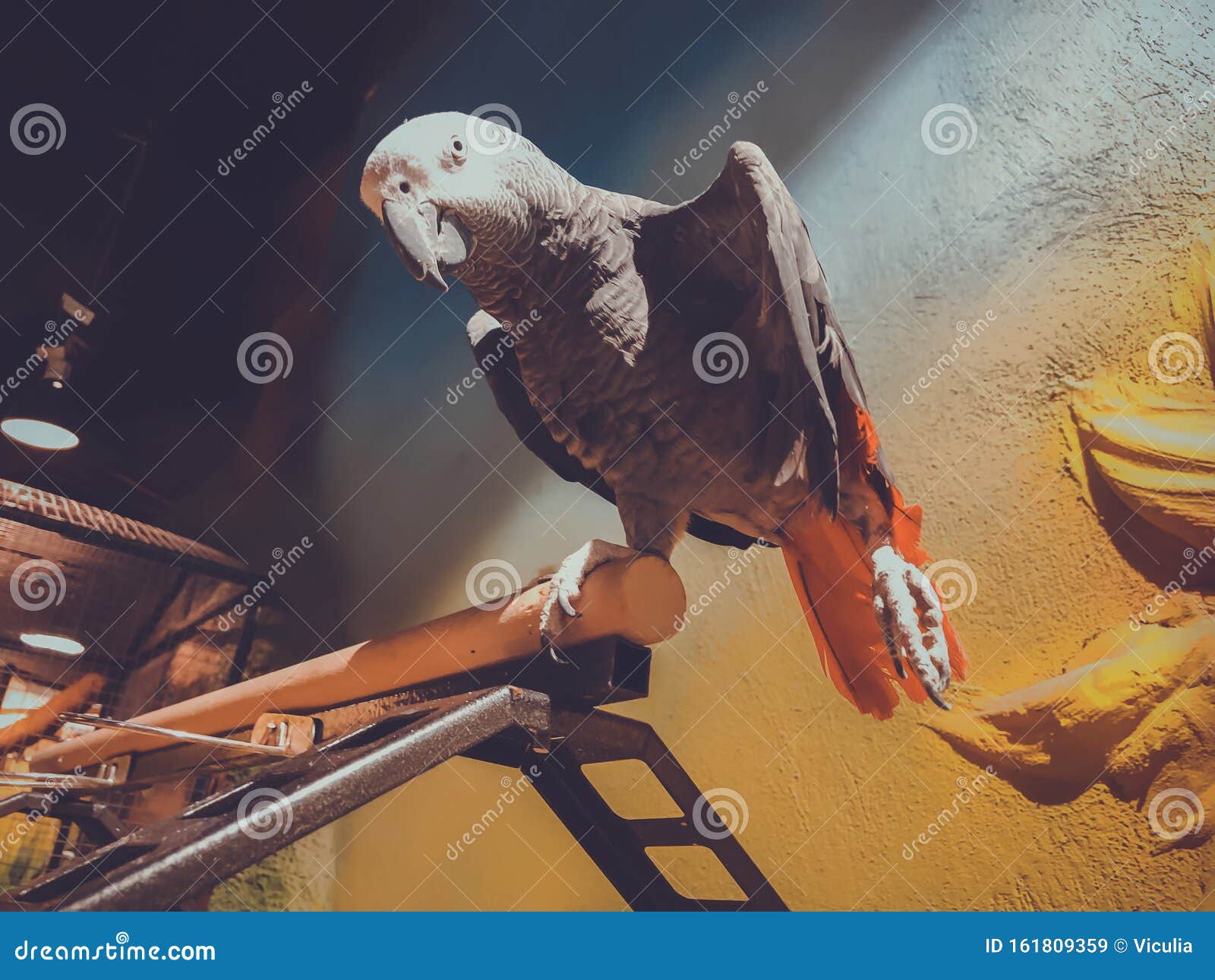The Grey Parrot with Red Tail, Also Known As the Congo Grey Parrot or ...