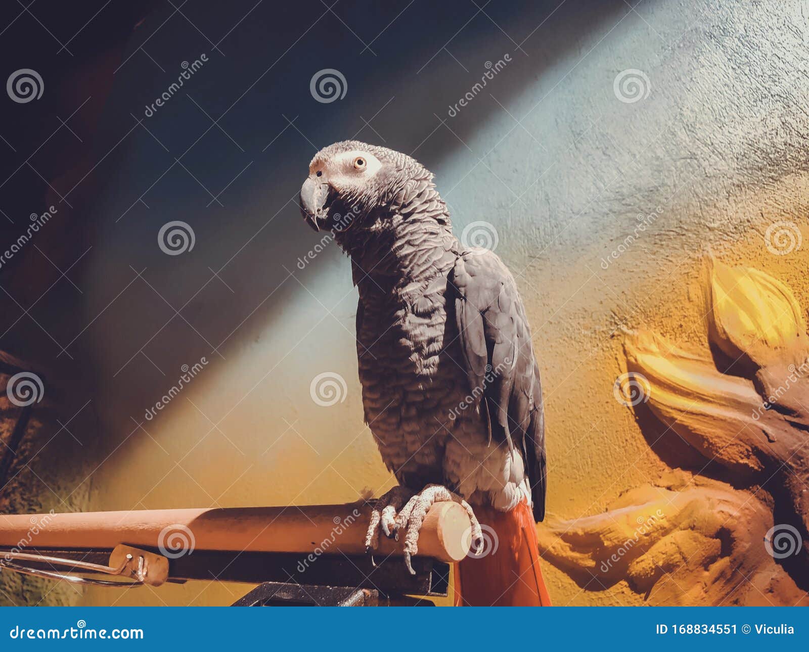 The Grey Parrot with Red Tail, Also Known As the Congo Grey Parrot or ...