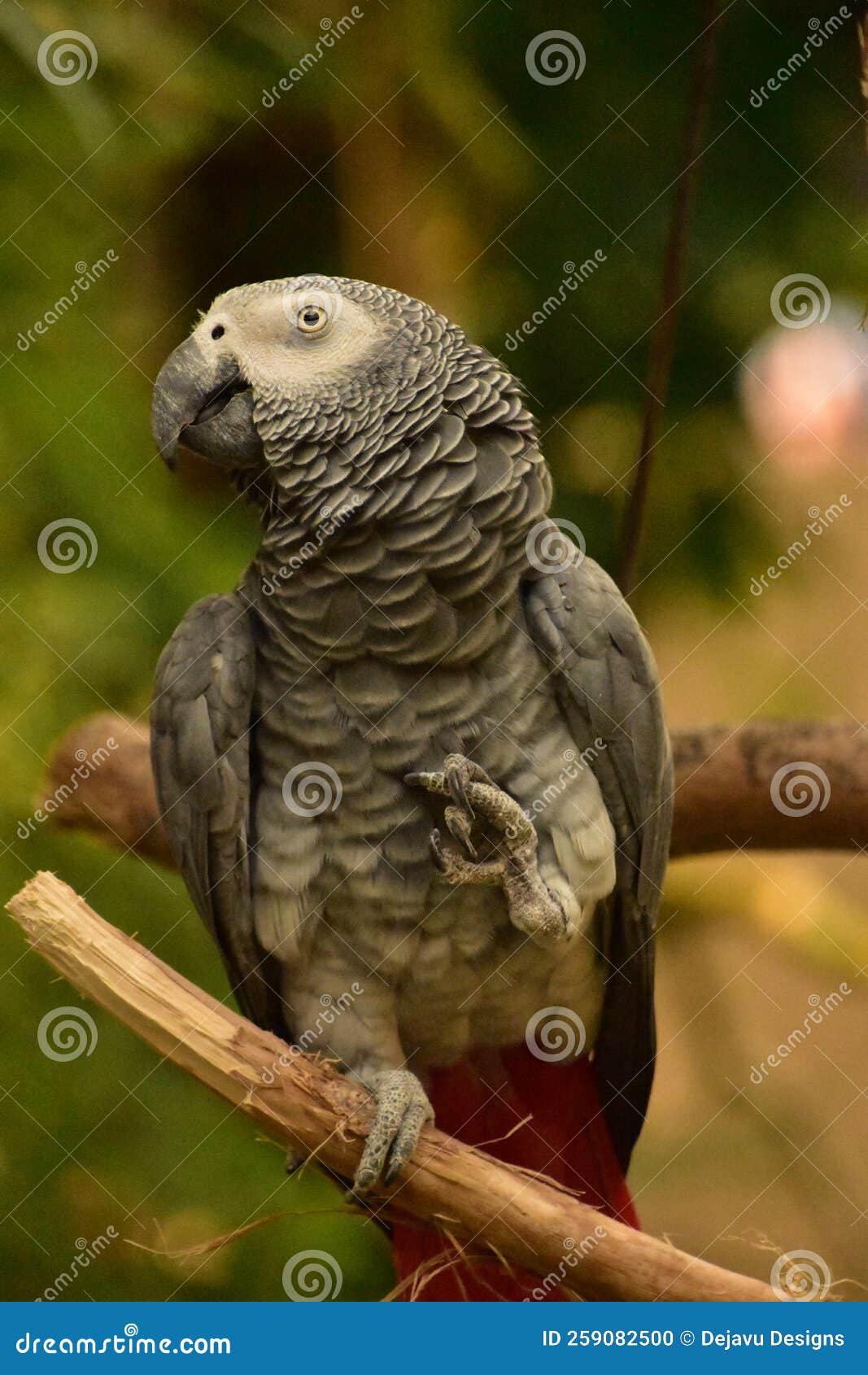 Grey Parrot Standing on a Wood Perch Stock Photo - Image of standing ...
