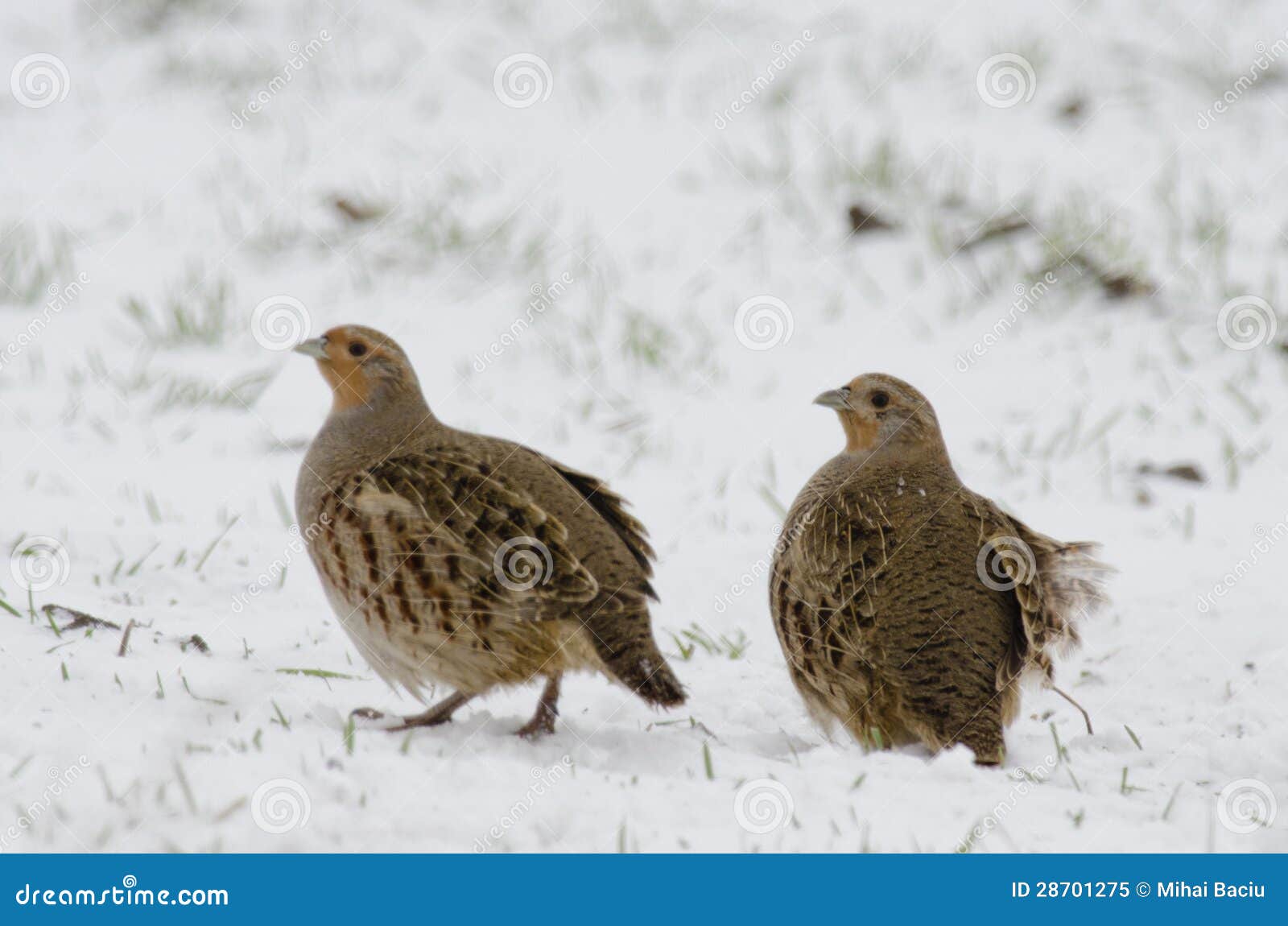 Grey partridge stock image. Image of aves, animal, partridge - 28701275