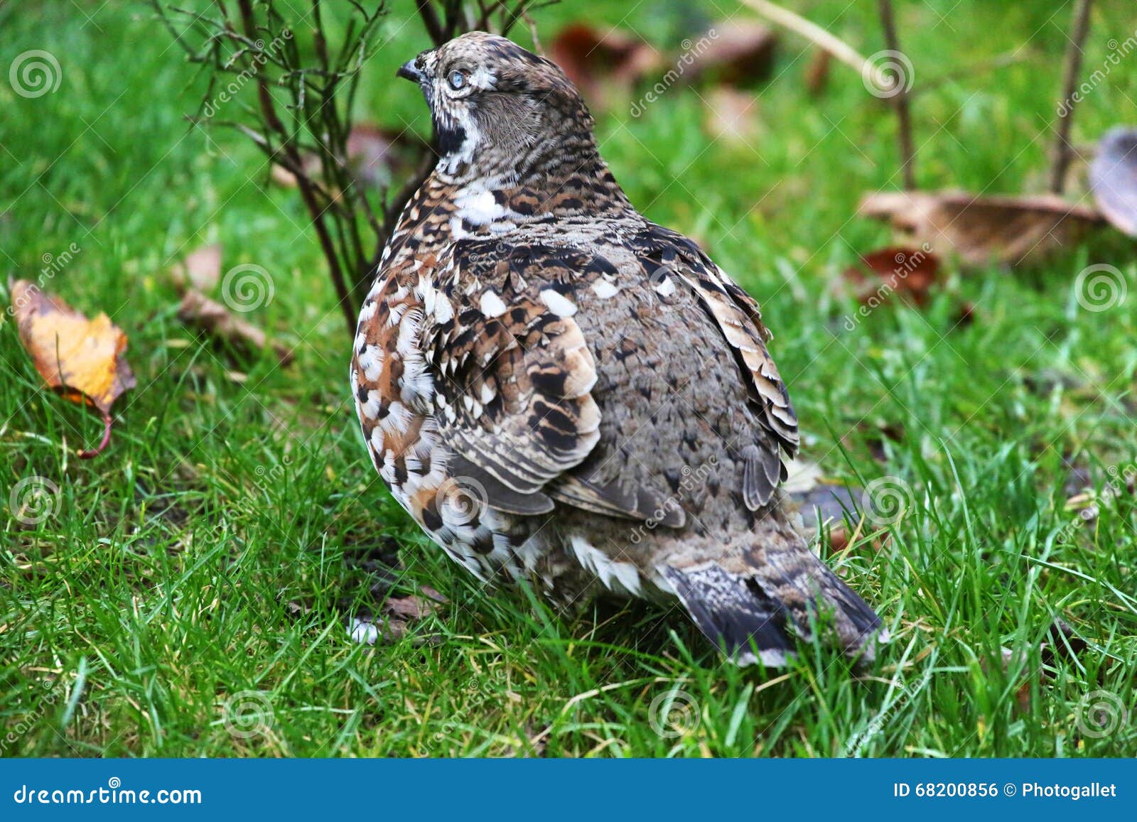 Grey Partridge at the Bavarian Forest Stock Photo - Image of partridge ...
