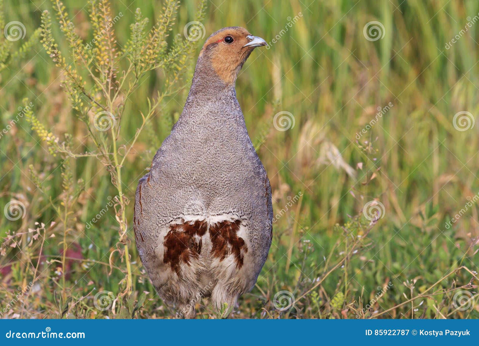 Grey Partridge Breast Brown Stock Photos - Free & Royalty-Free Stock ...