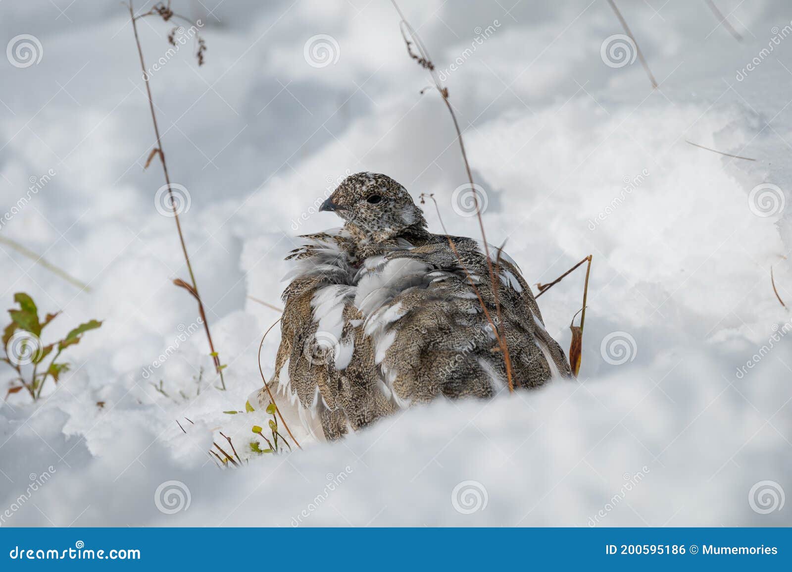 Grey Partridge Brown Feather in Snow Pile Stock Photo - Image of ...