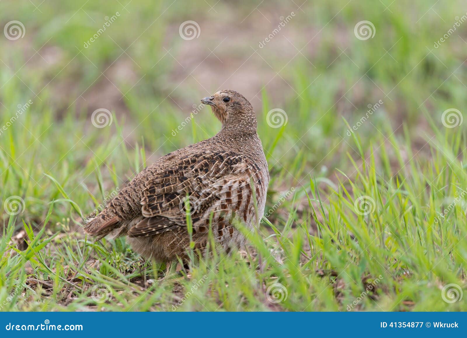 Grey partridge stock image. Image of animal, hungarian - 41354877