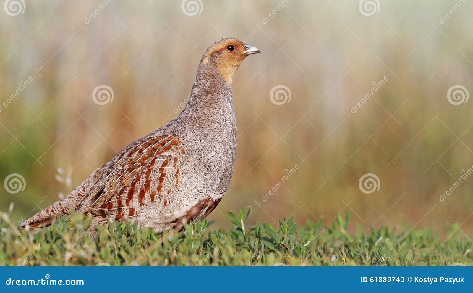 Grey partridge Front view stock photo. Image of fauna - 61889740