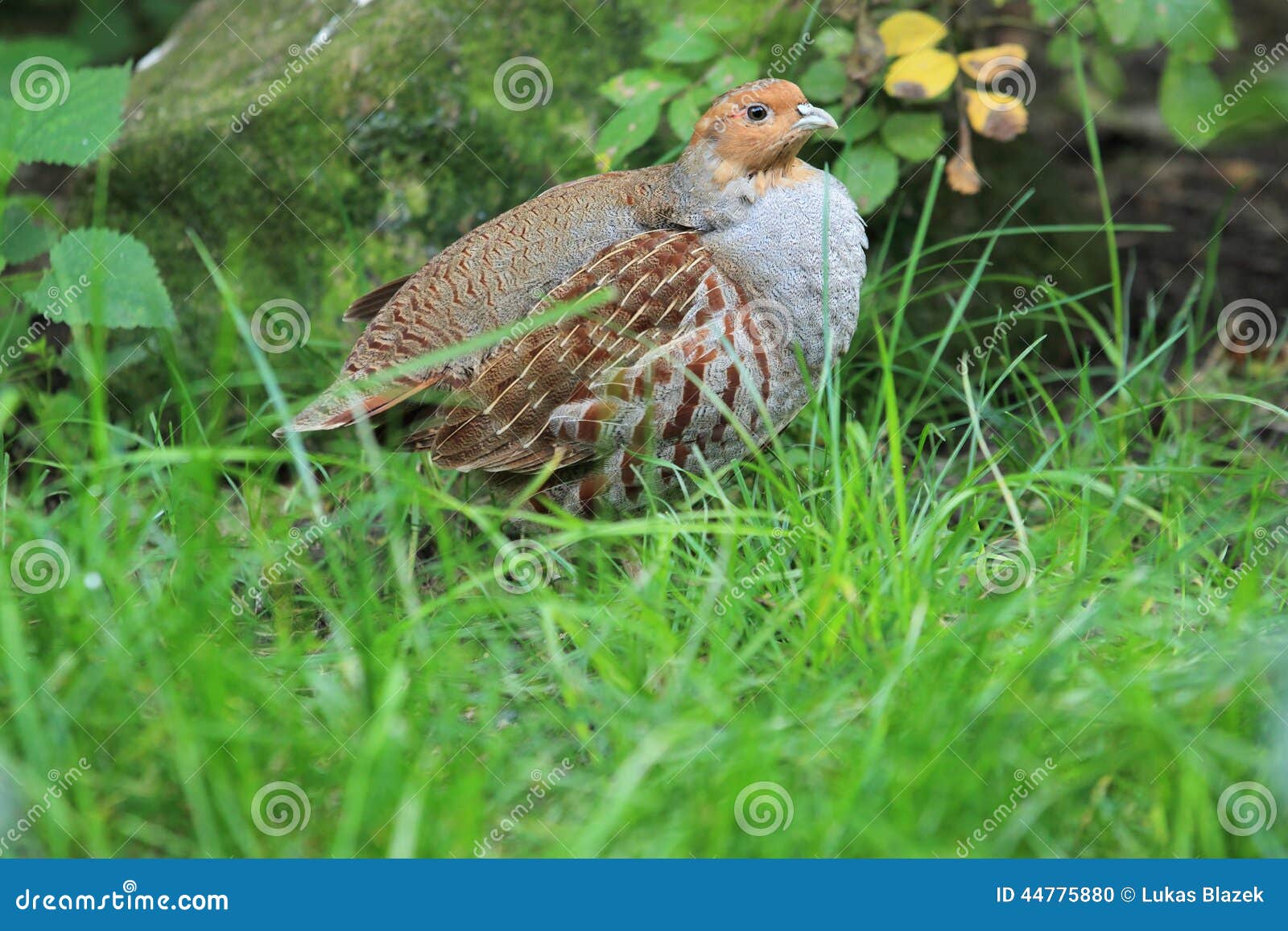 Grey Partridge, Perdix Perdix, Also Known As The English Partridge ...