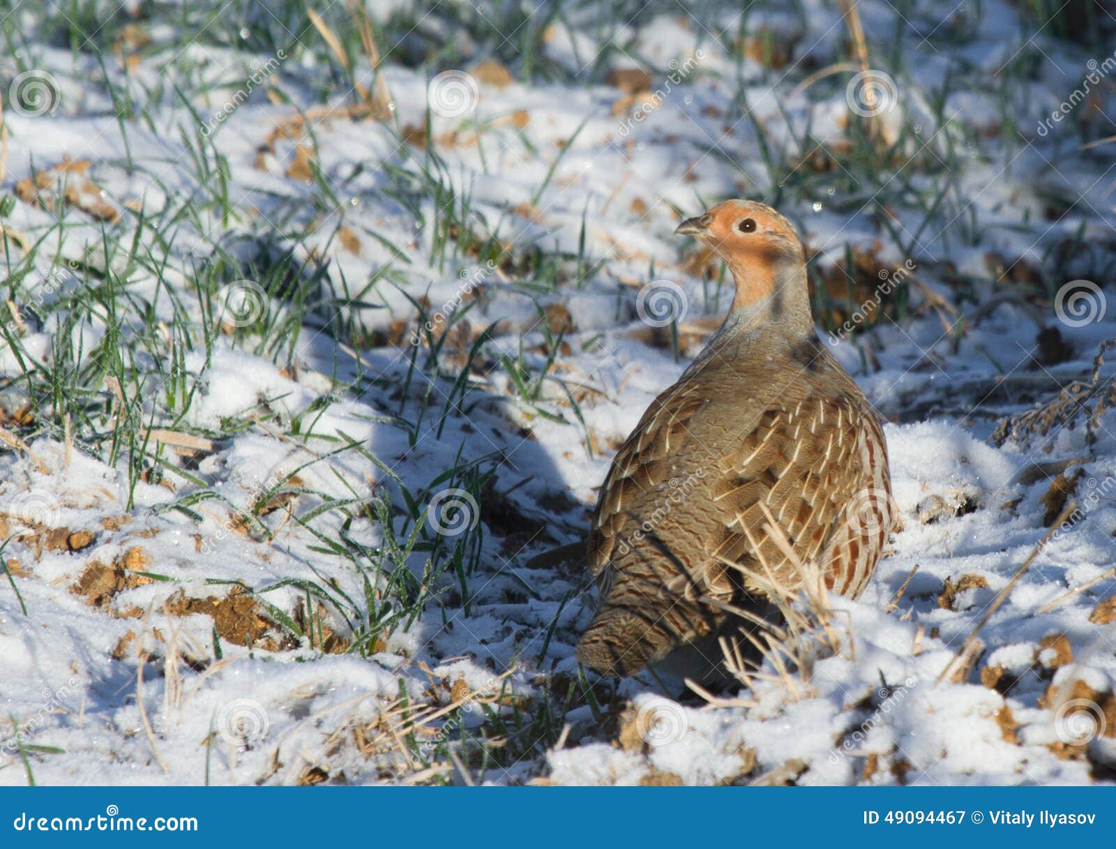Grey partridge stock image. Image of partridge, animal - 49094467