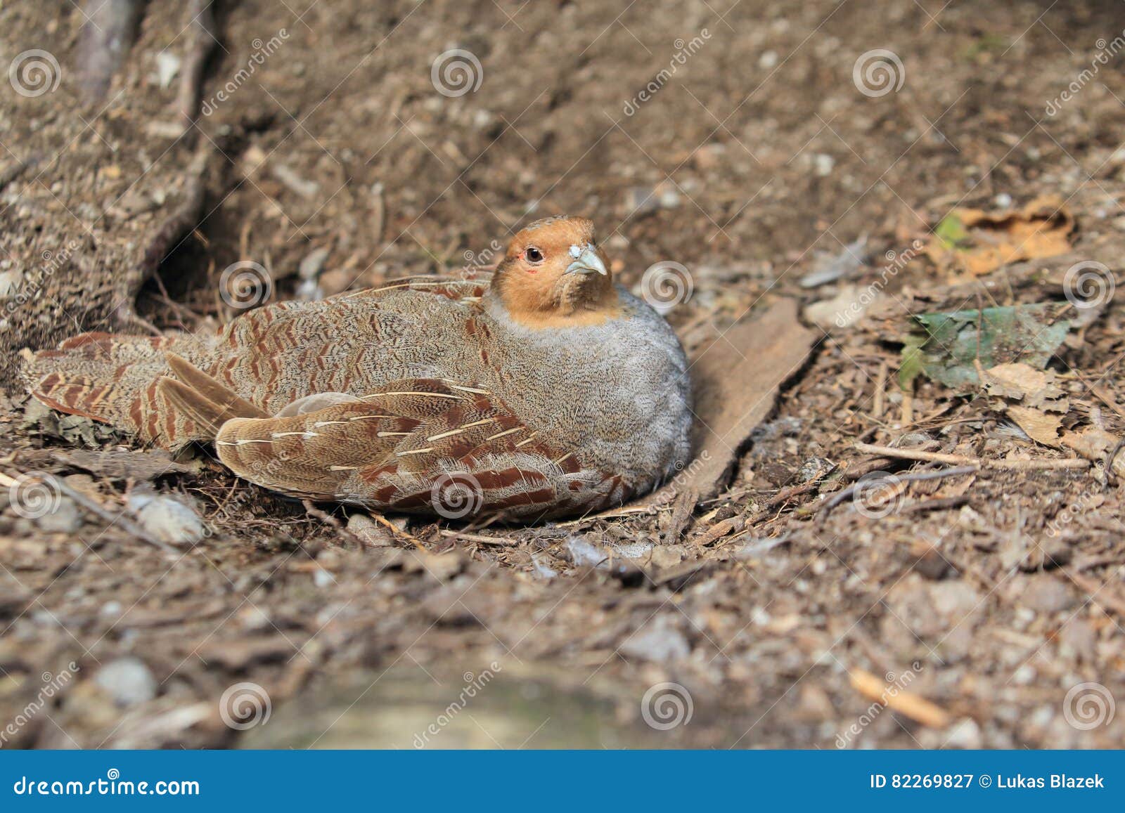 Grey partridge stock image. Image of ground, grey, bird - 82269827