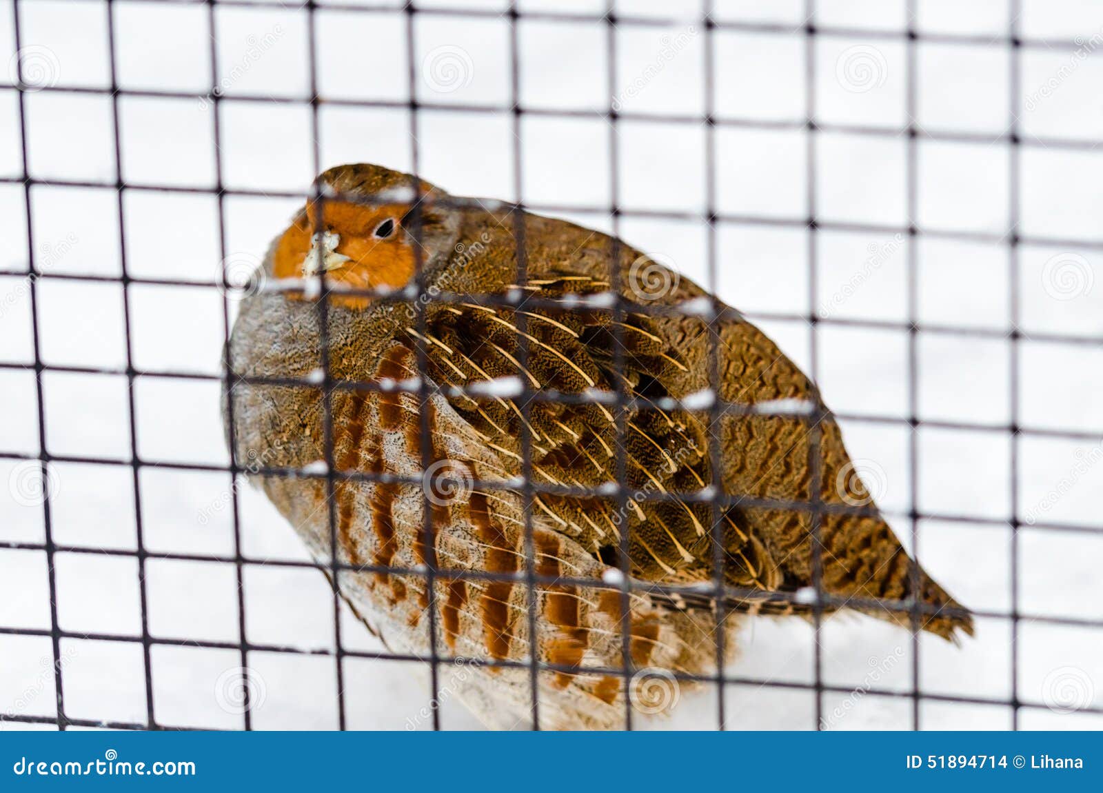 Grey partridge stock photo. Image of hunt, partridge - 51894714