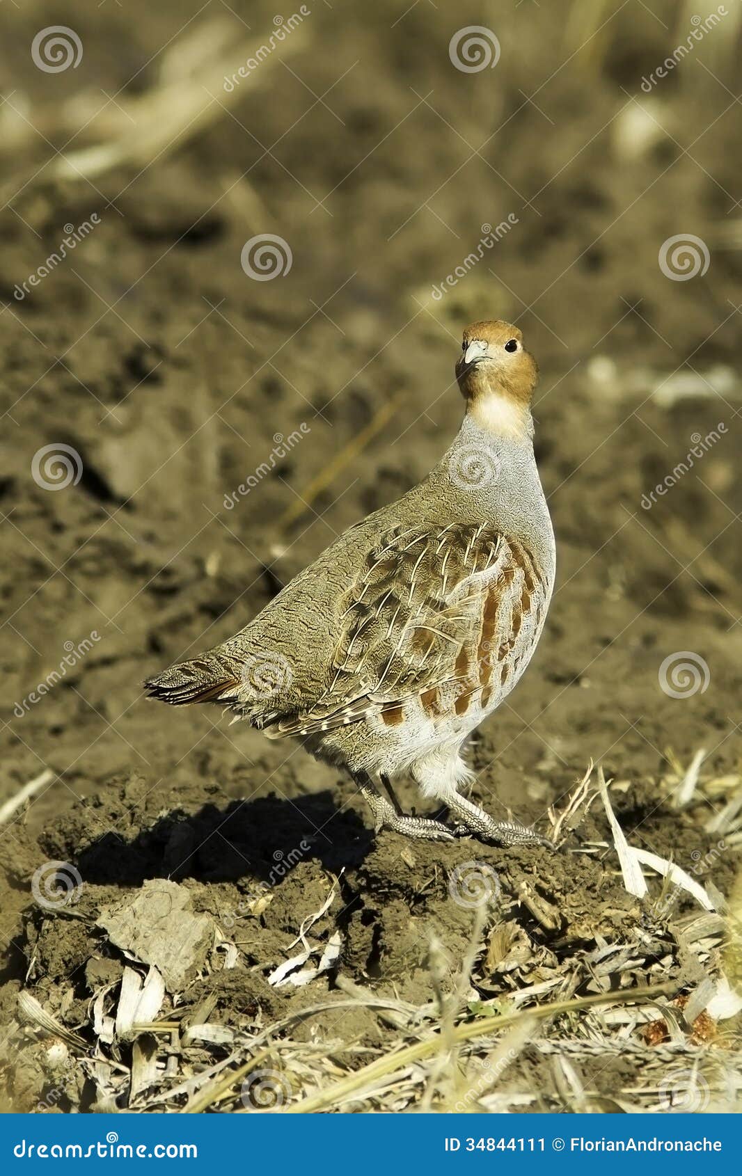 Grey Partridge in Natural Habitat / Perdix Perdix Stock Image - Image ...