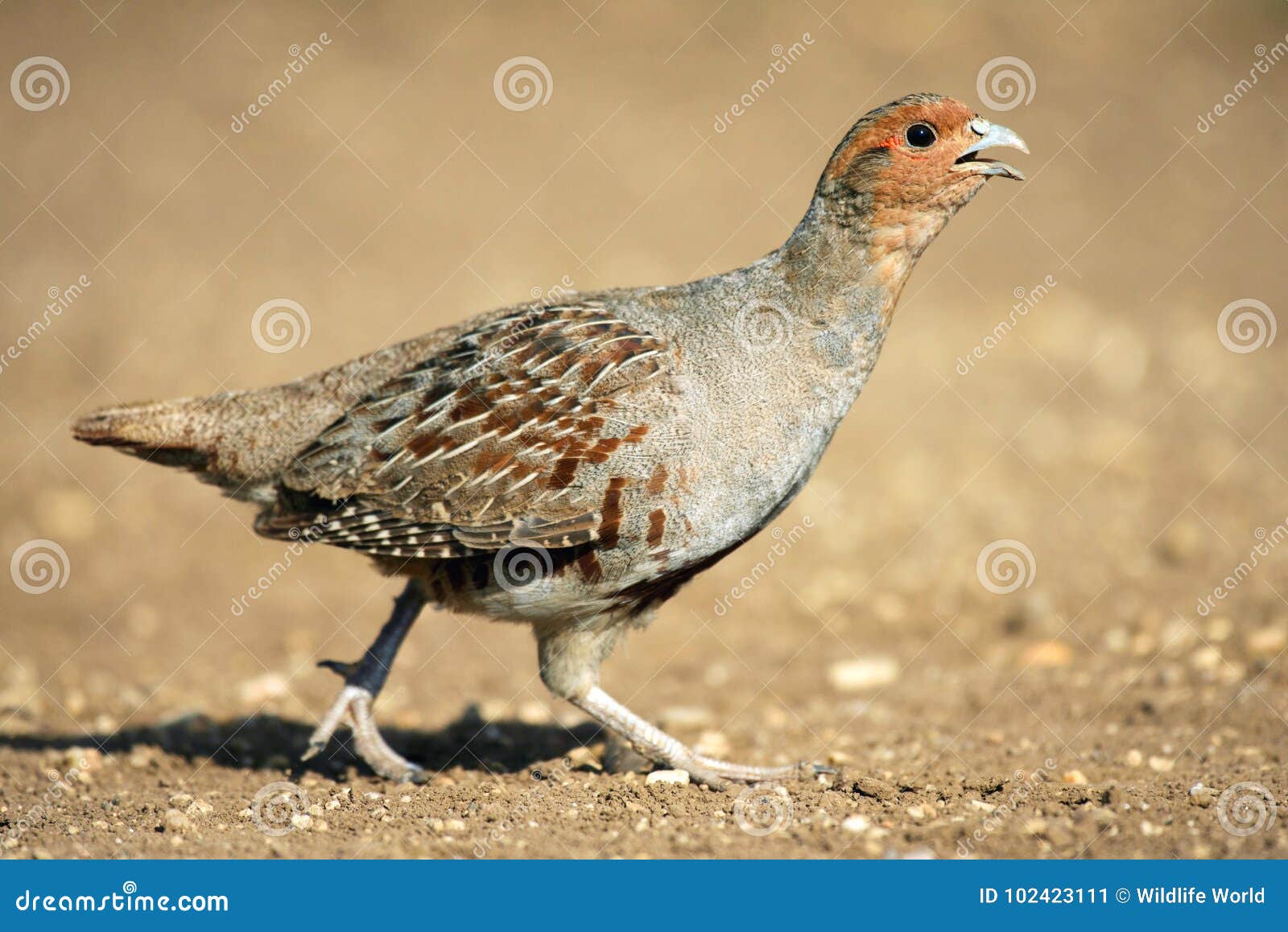 Grey Partridge Partridge in a Beautiful Light Stock Image - Image of ...