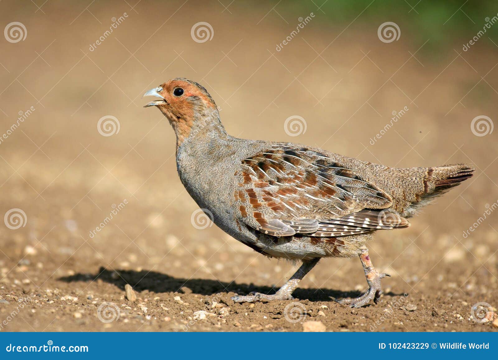Grey Partridge Partridge in a Beautiful Light Stock Image - Image of ...