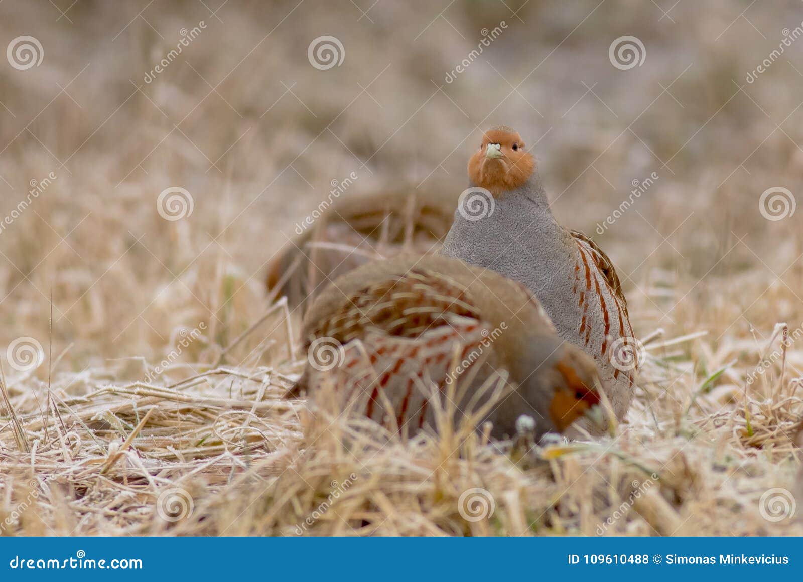 Grey Partridge - Perdix Del Perdix Foto de archivo - Imagen de gris ...