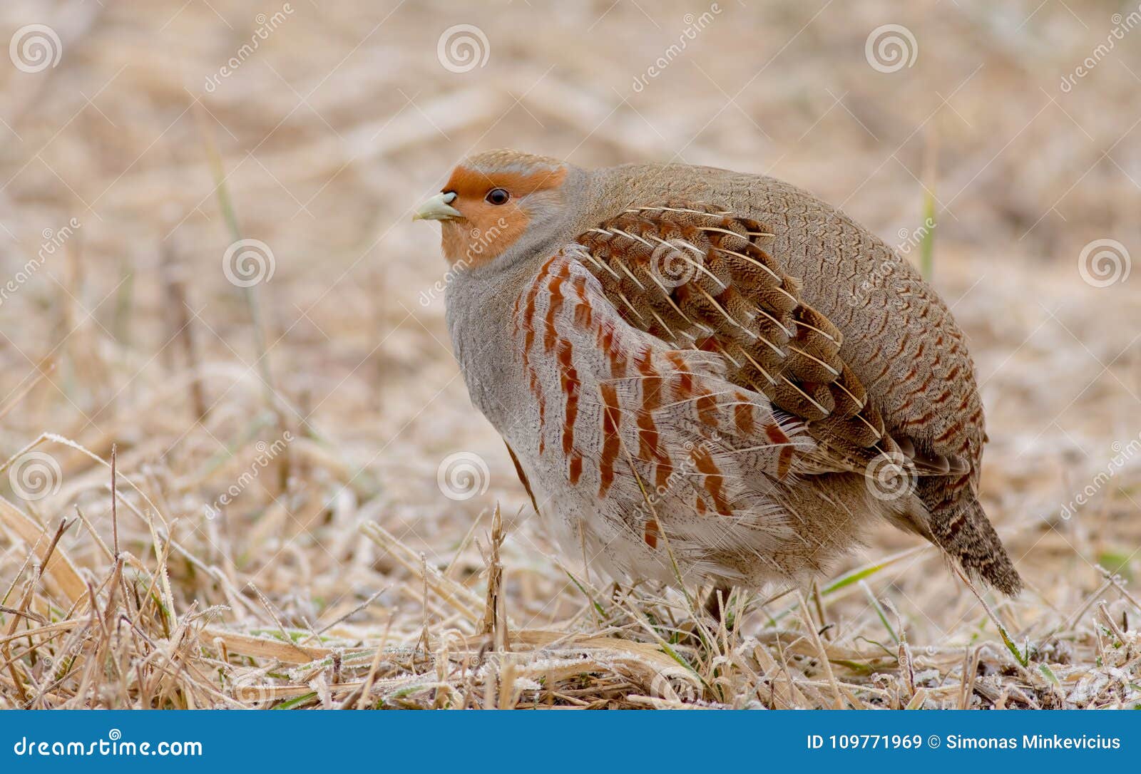 Grey Partridge - Perdix Perdix Stock Image - Image of morning, bird ...