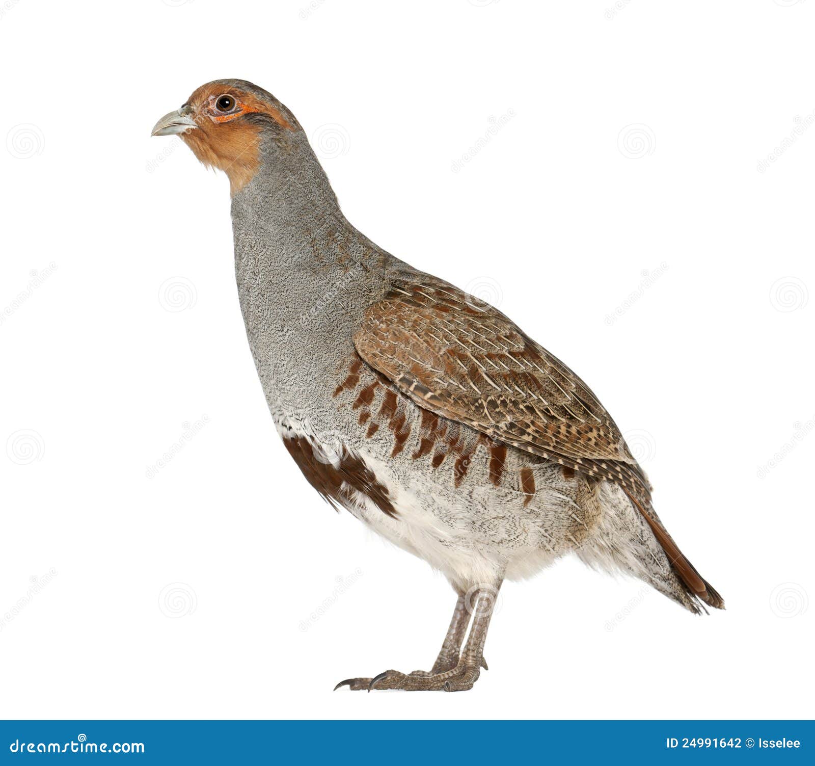 Grey Partridge, Perdix Perdix Stock Photo - Image of bird, standing ...