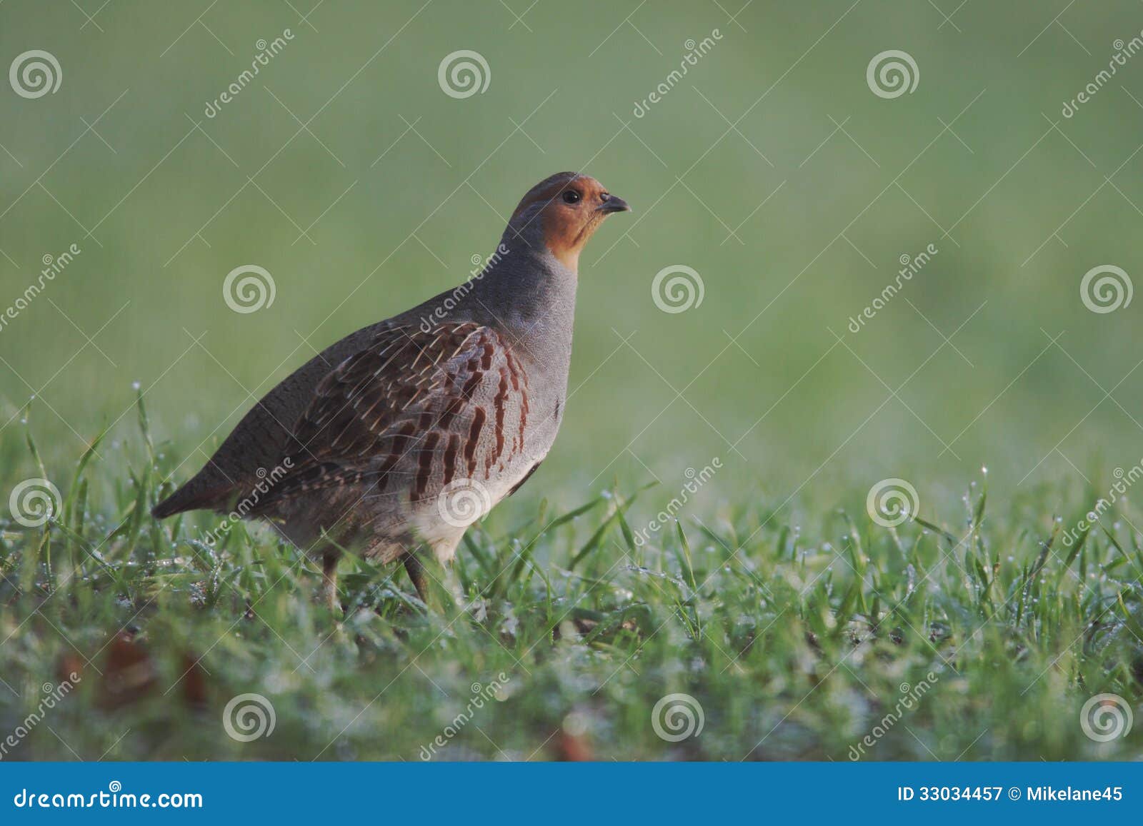 Grey Partridge, Perdix Perdix Stock Image - Image of common, shooting ...