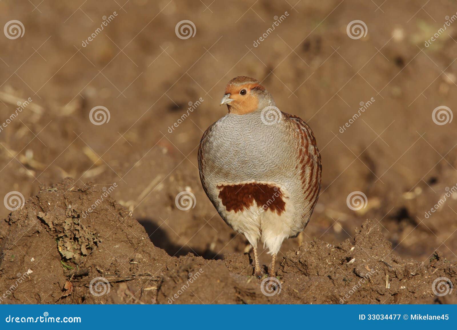 Grey Partridge, Perdix Perdix Stock Image - Image of farm, grey: 33034477