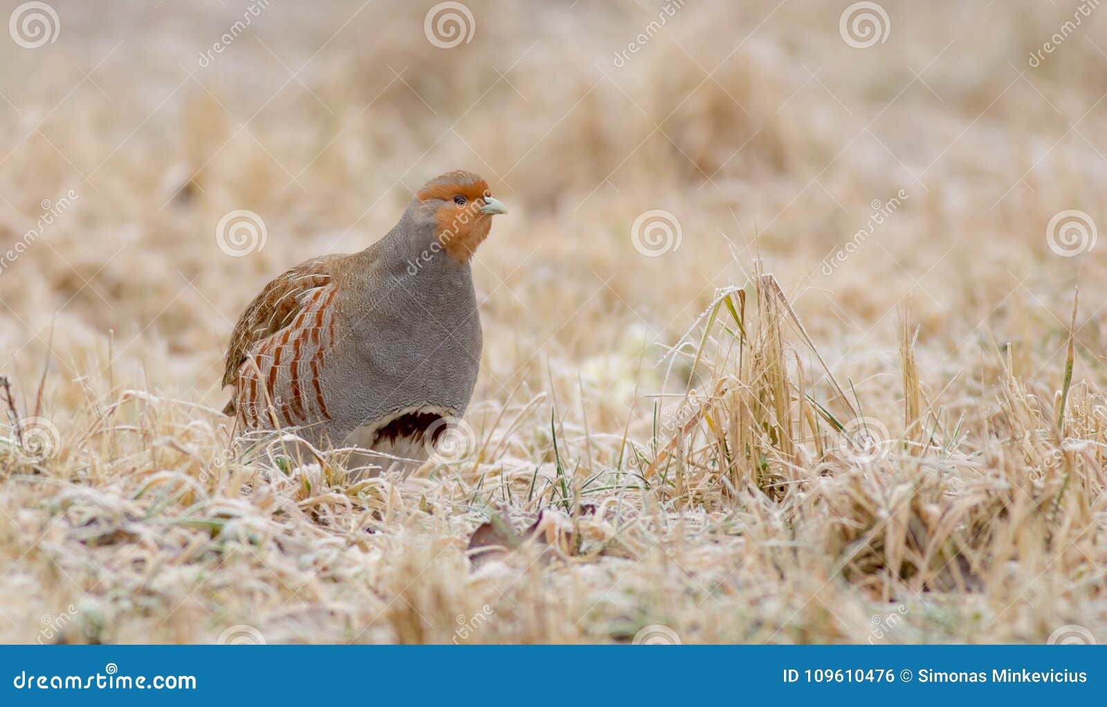 Grey Partridge - Perdix Perdix Stock Photo - Image of nature, winter ...