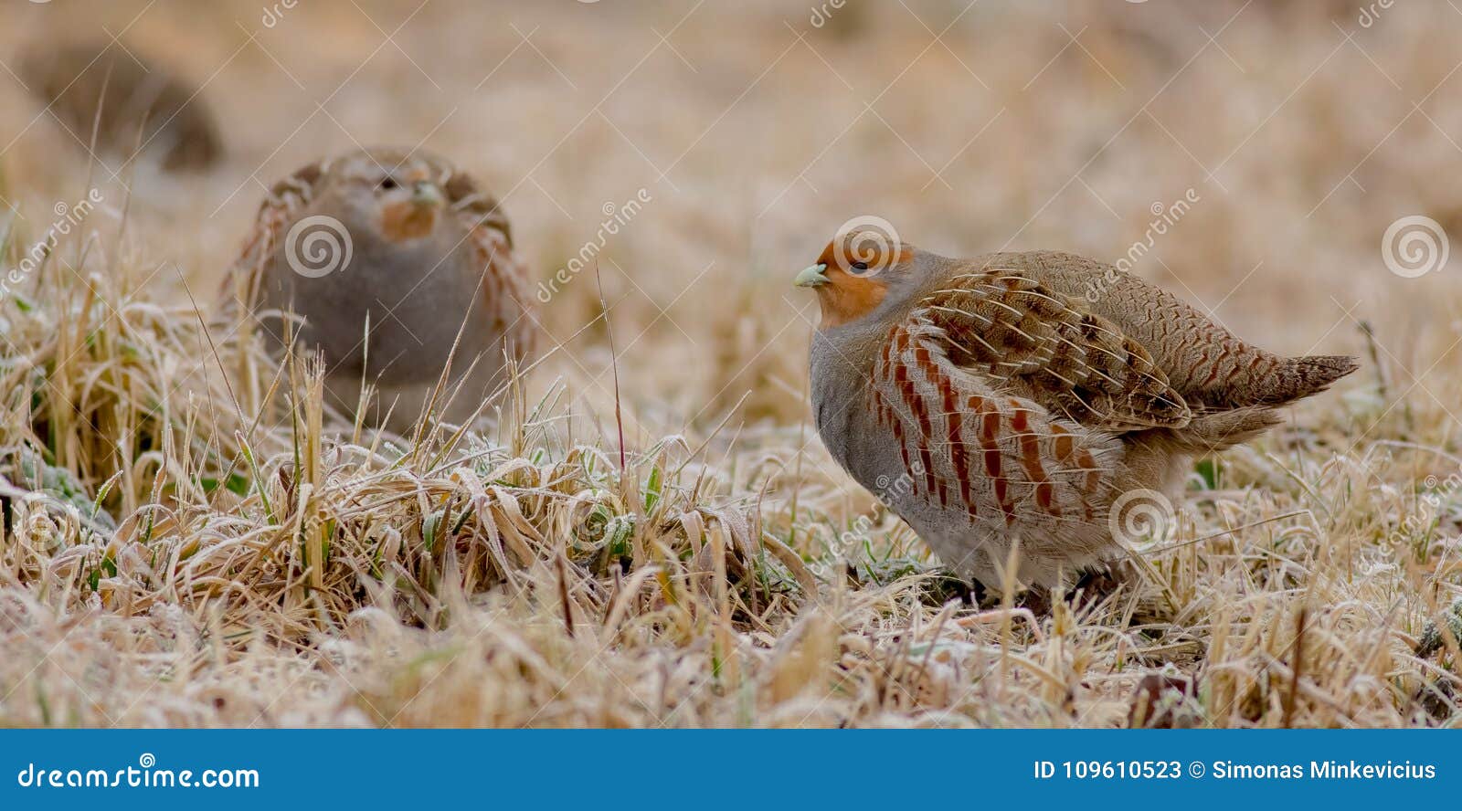 Grey Partridge - Perdix Perdix Stock Image - Image of nature, wild ...
