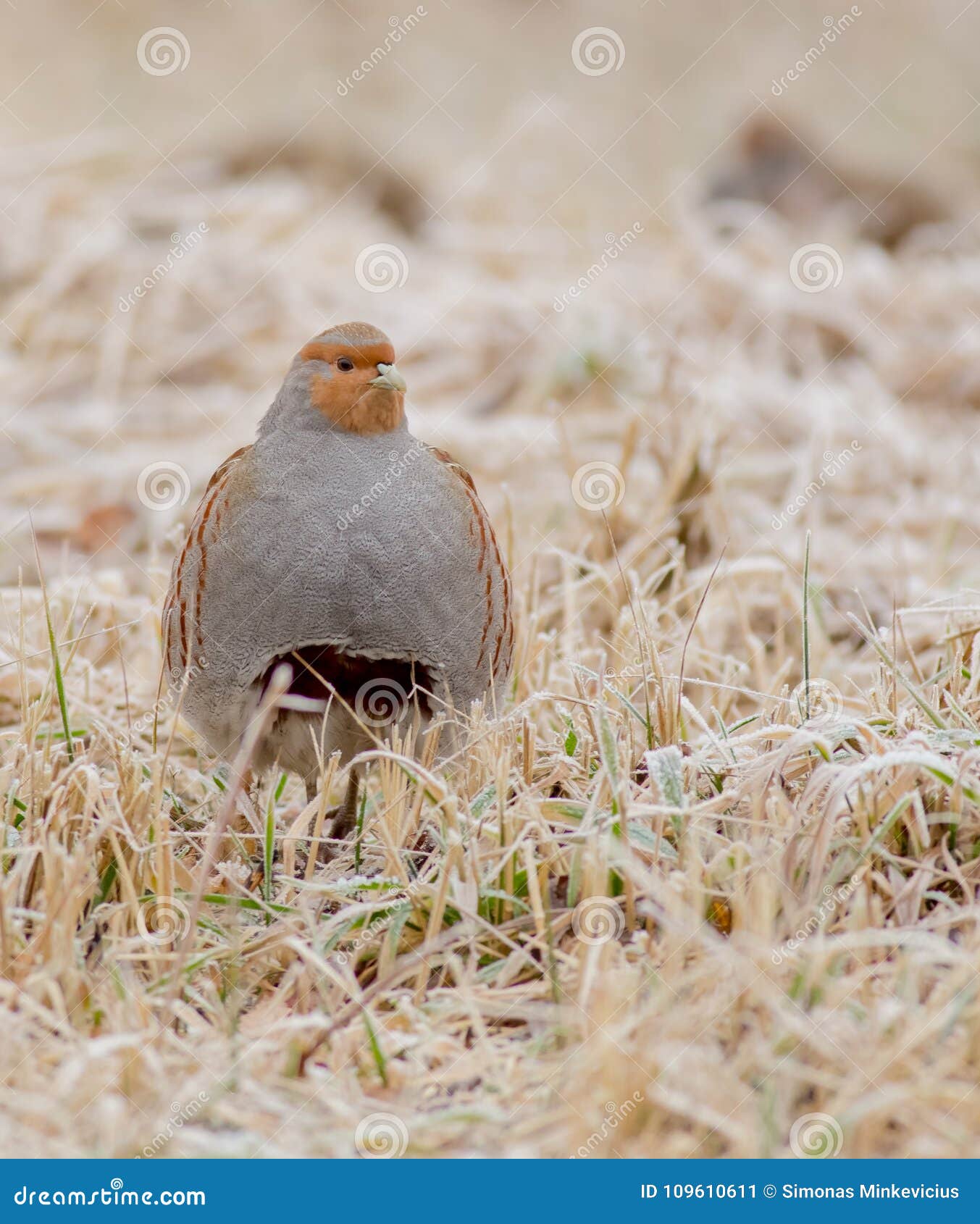 Grey Partridge - Perdix Perdix Stock Image - Image of perdix, wildlife ...