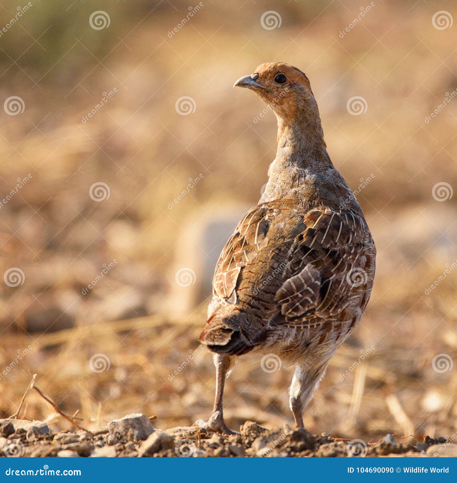 Grey Partridge Perdix Perdix Partridge in a Beautiful Light Stock Photo ...