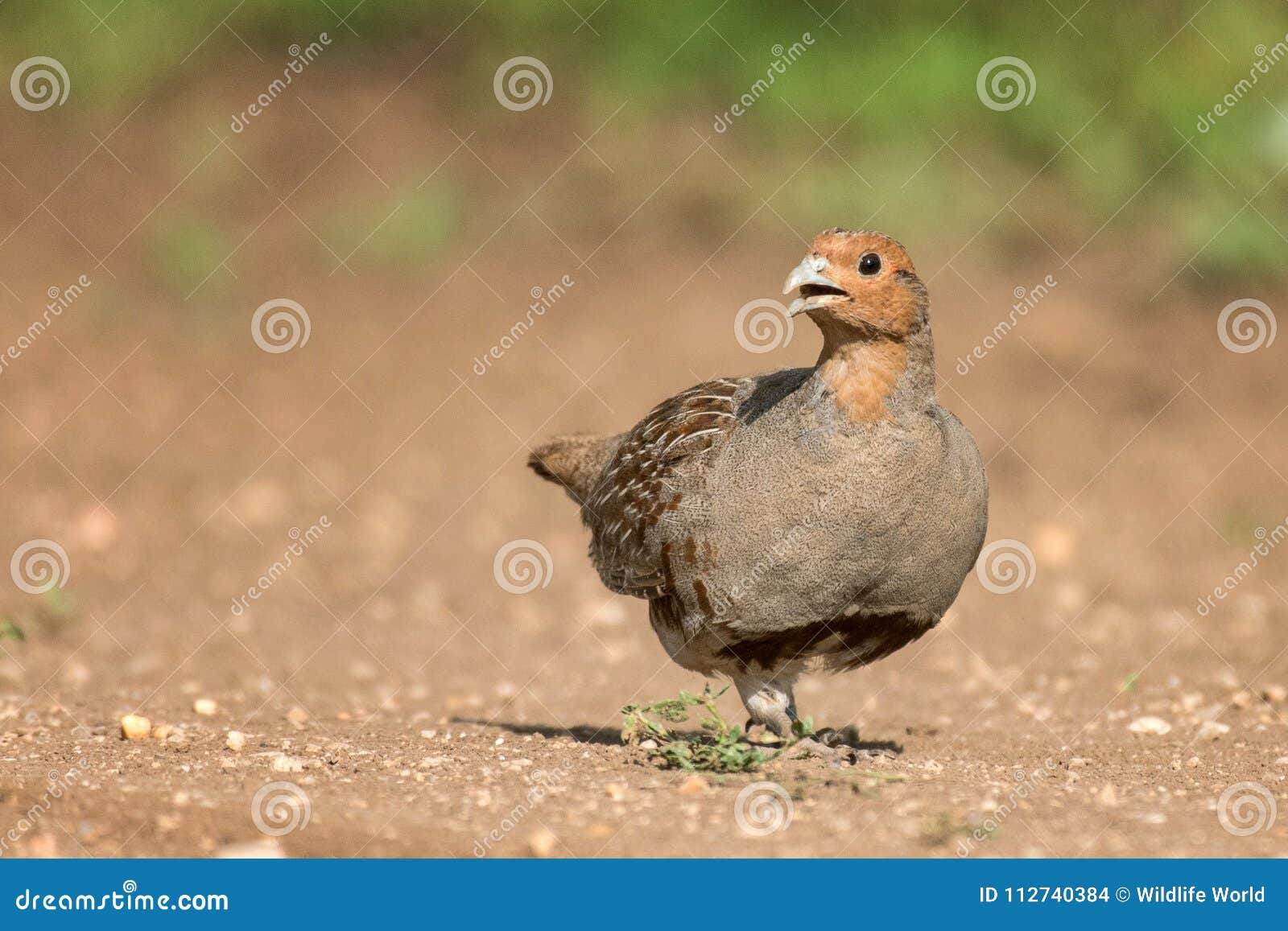 Grey Partridge Perdix Perdix Partridge in a Beautiful Light Stock Photo ...